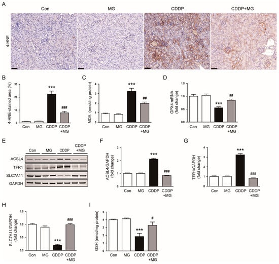 Magnolol Ameliorates Cisplatin-Induced Acute Kidney Injury with ...