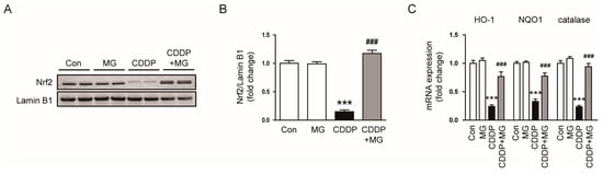 Magnolol Ameliorates Cisplatin-Induced Acute Kidney Injury with ...