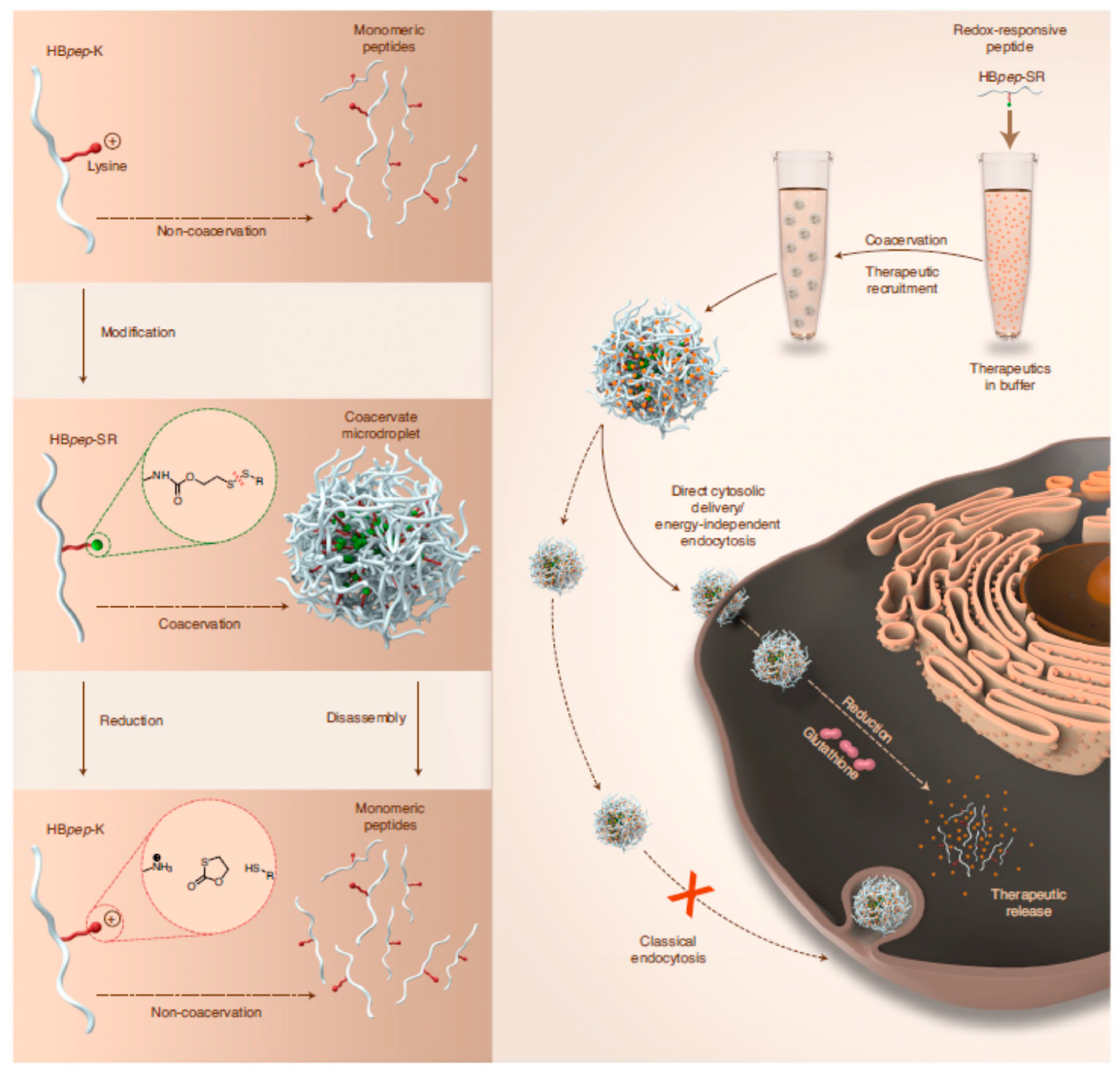 An Overview of Coacervates: The Special Disperse State of Amphiphilic ...