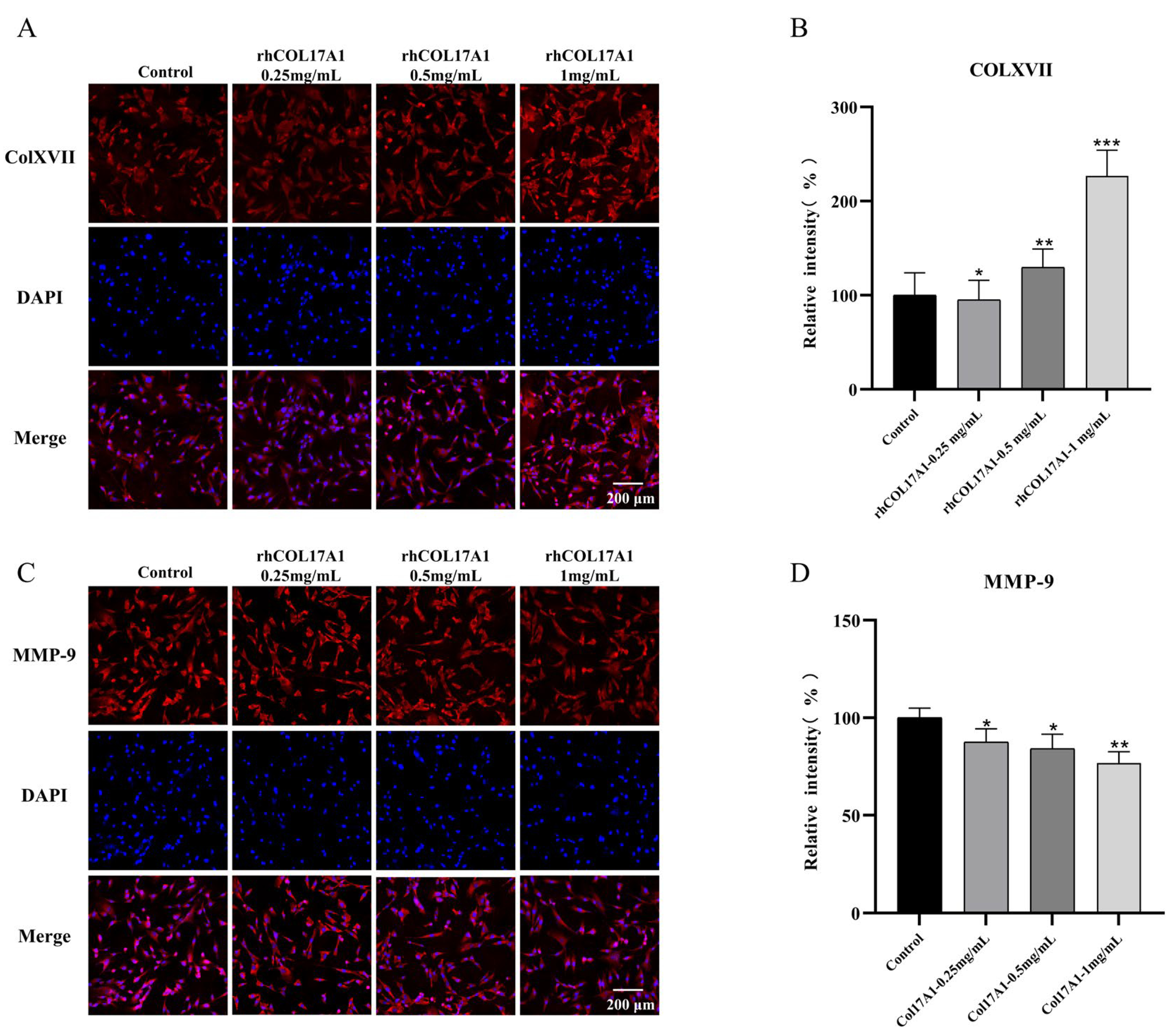 Recombinant Type XVII Collagen Promotes Hair Growth by Activating the ...
