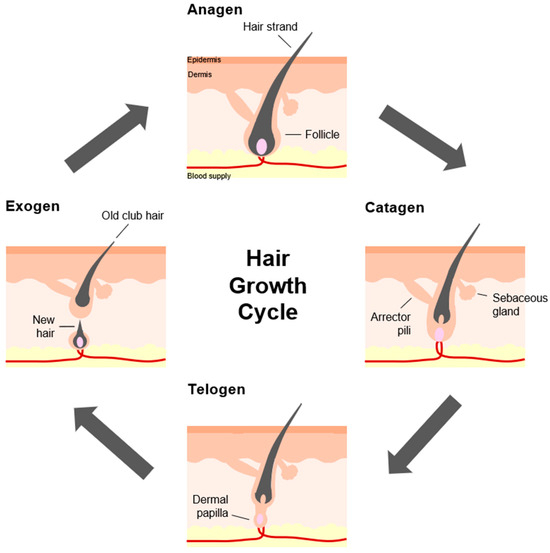 A Multifaceted View On Ageing Of The Hair And Scalp MDPI A Multifaceted View On Ageing Of The Hair And Scalp MDPI