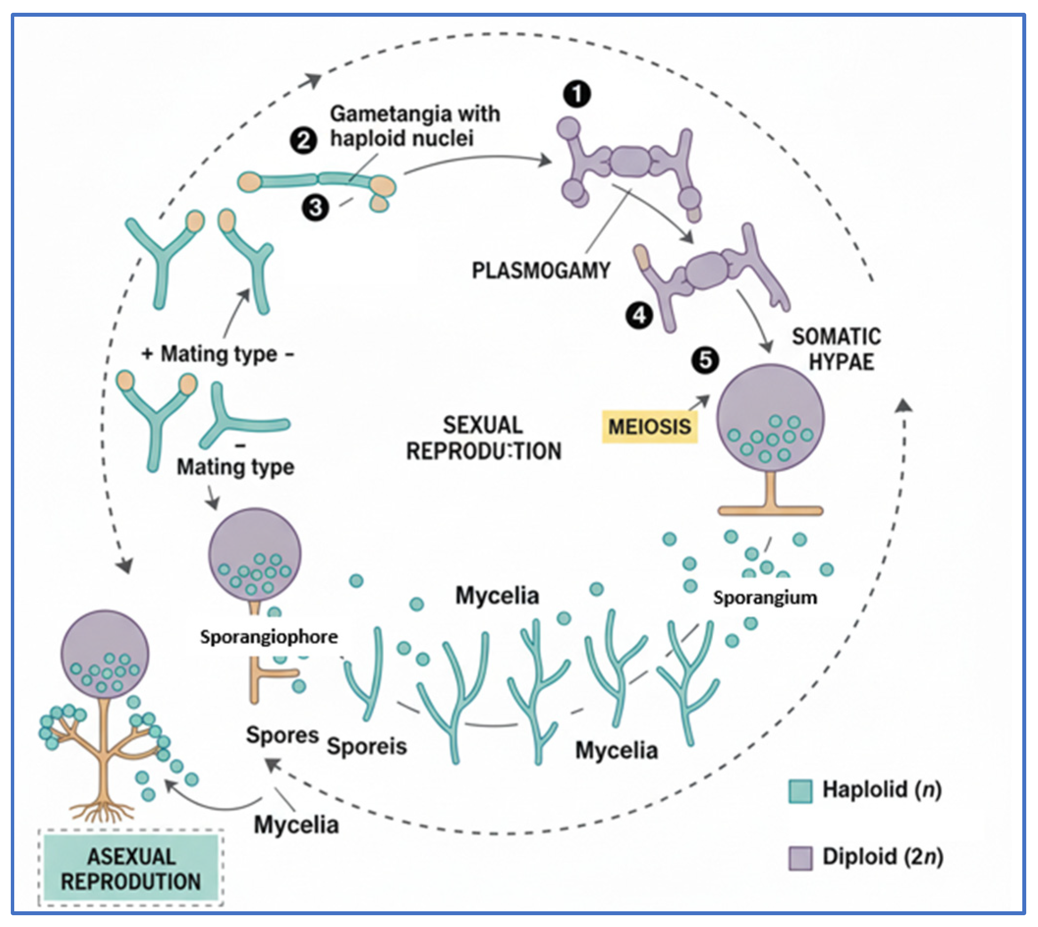 Peach Postharvest Fungal Diseases: Sustainable Management and an ...