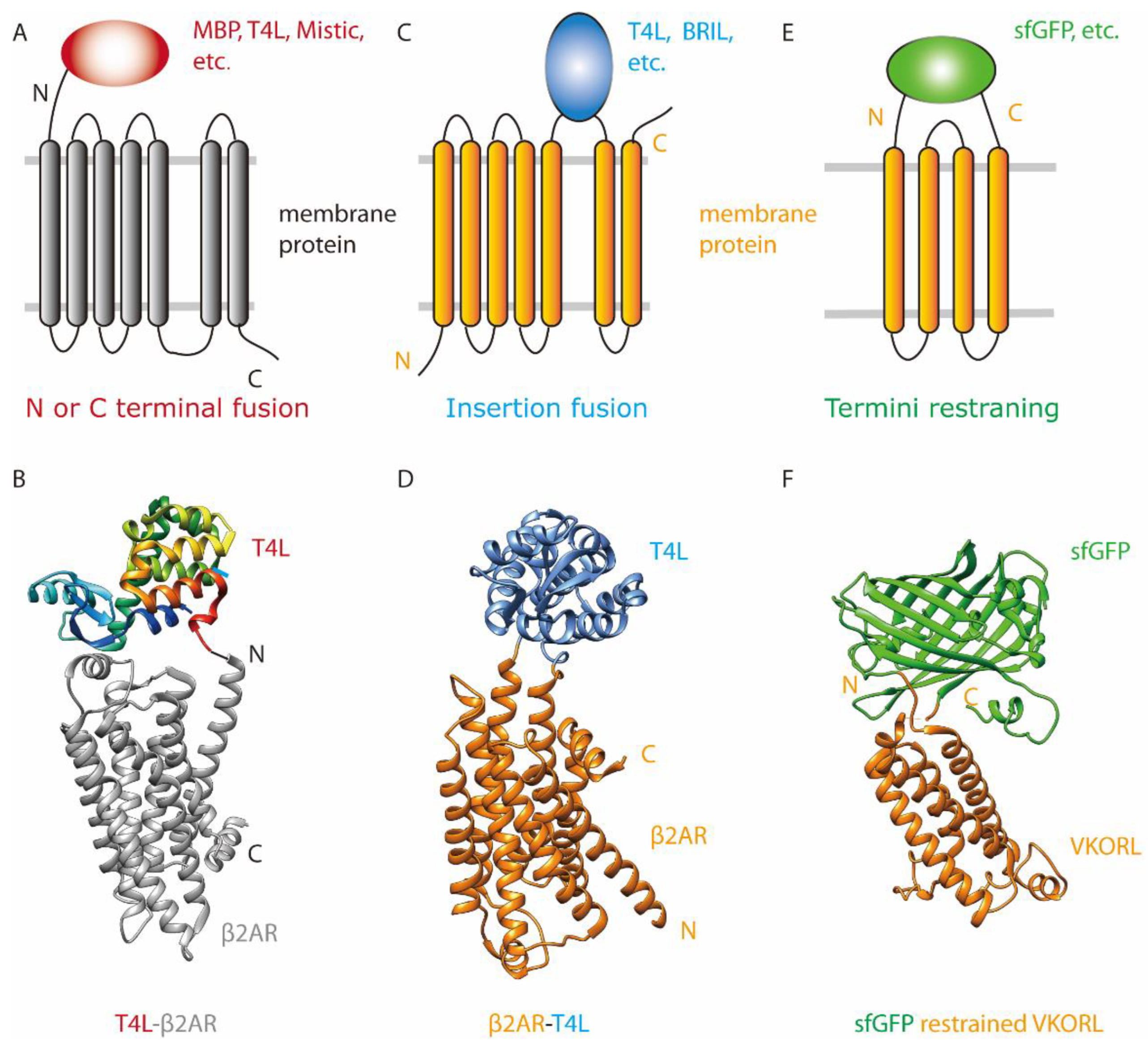 Protein Fusion Strategies for Membrane Protein Stabilization and ...