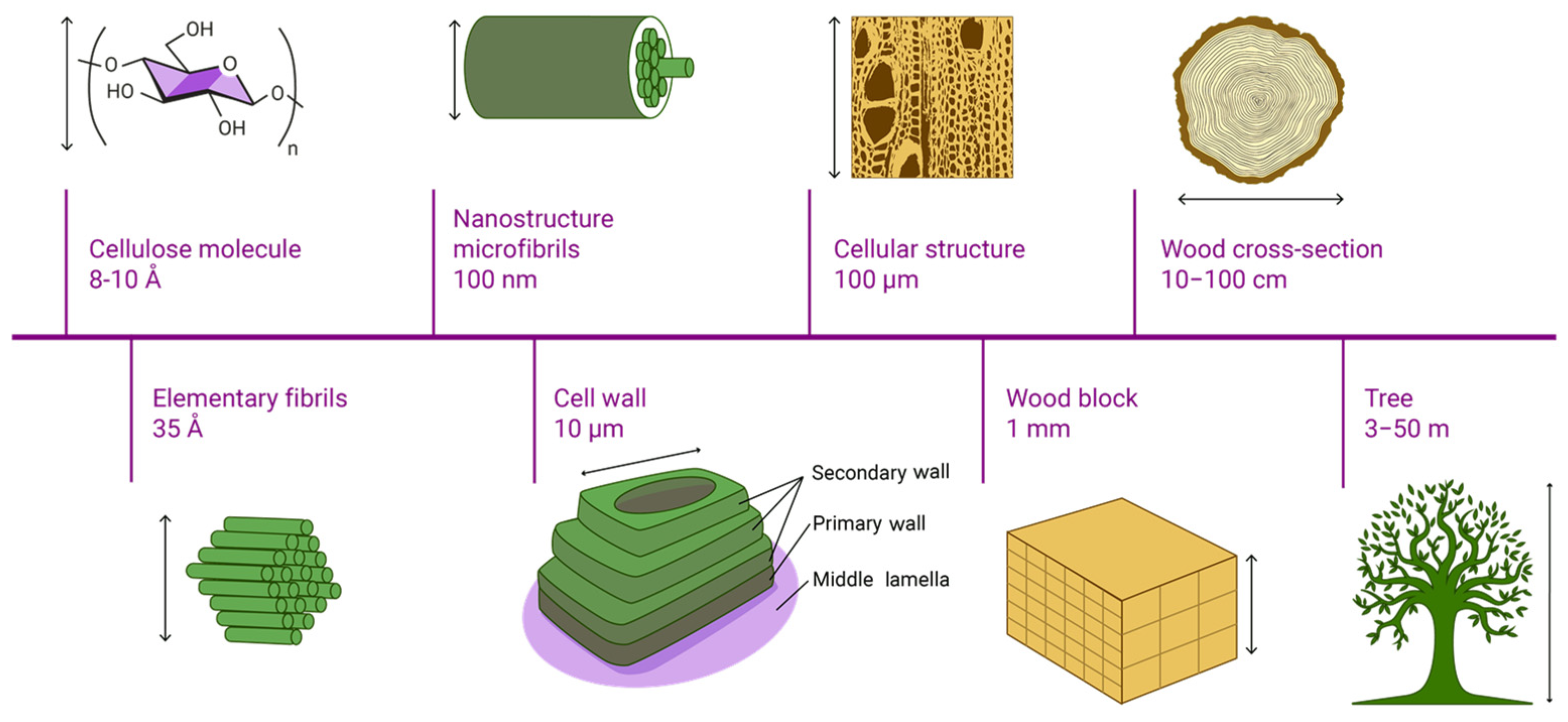Cellulose Nanomaterials: Characterization Methods, Isolation Techniques ...