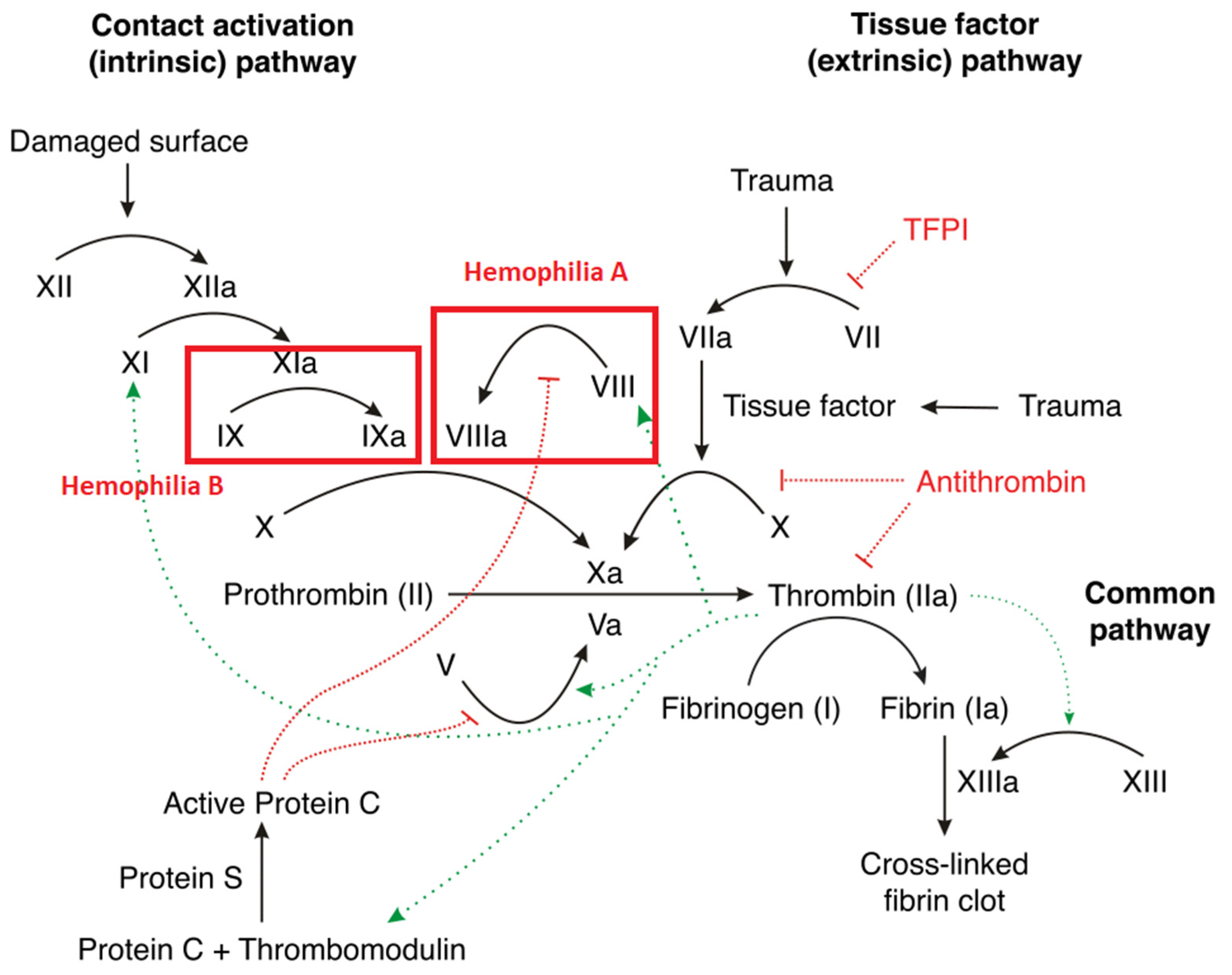 Thrombotic Disease in Hemophilic Patients: Is This a Paradox in a State ...