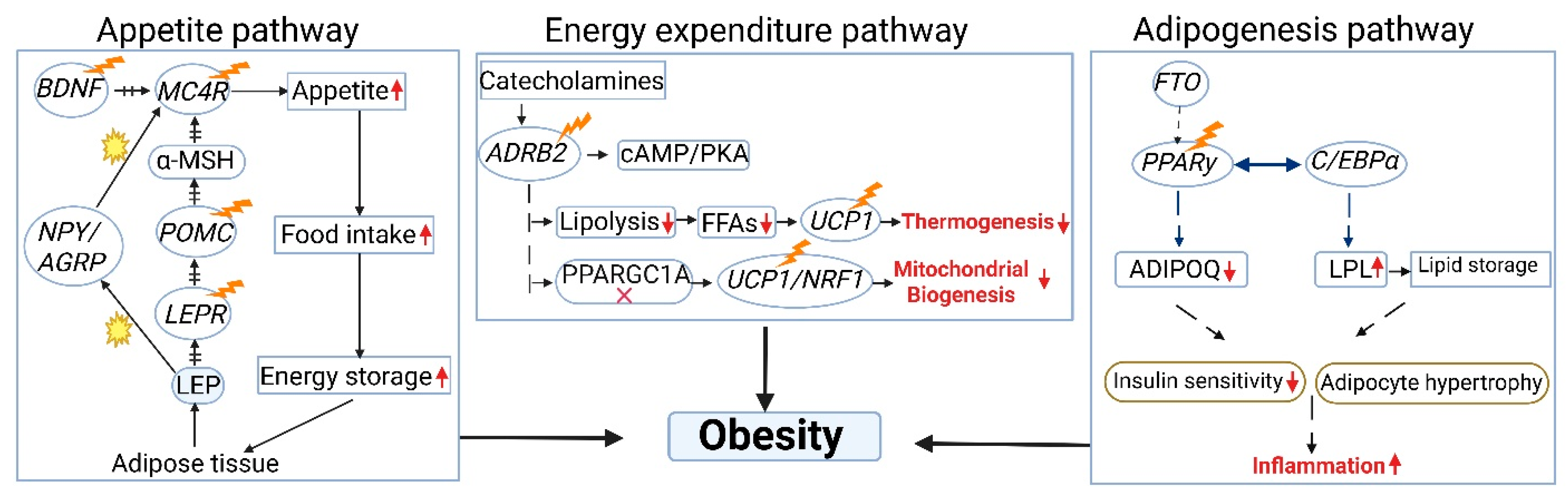 Unraveling the Genetic Architecture of Obesity: A Path to Personalized ...