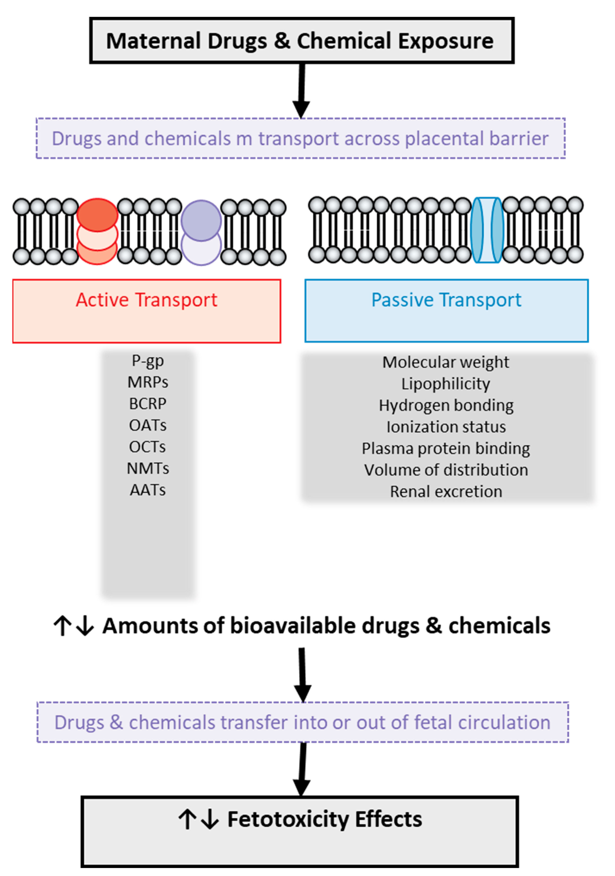 Fetus Exposure to Drugs and Chemicals: A Holistic Overview on the ...