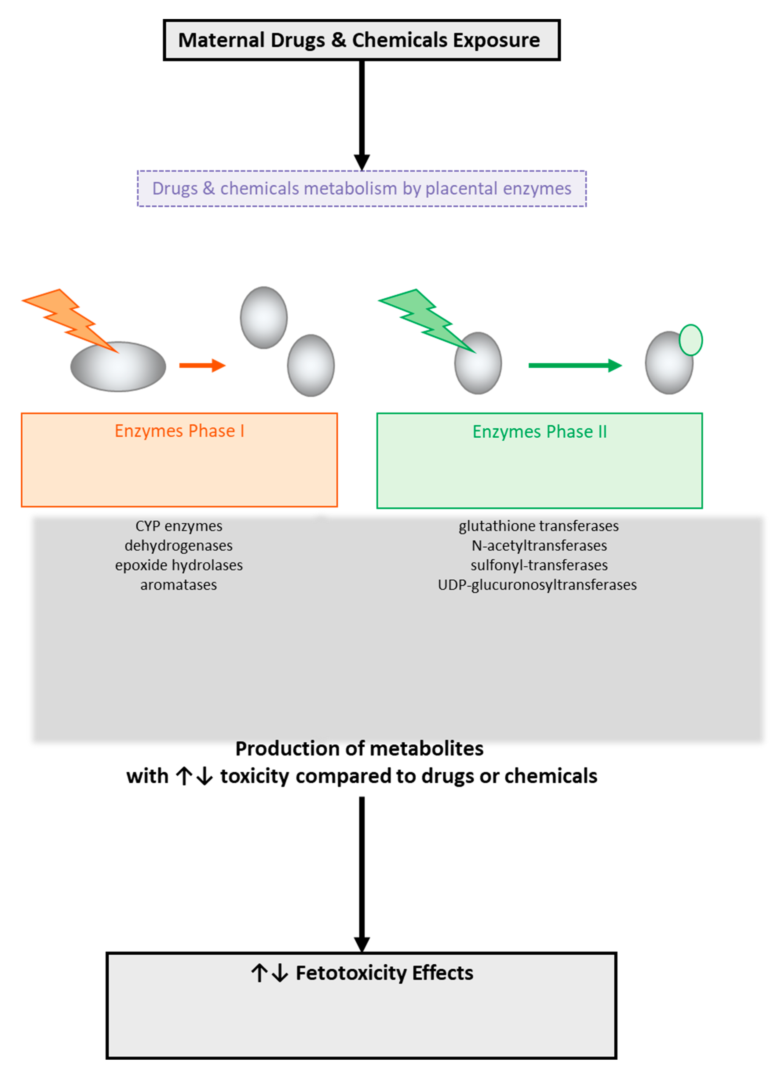 Fetus Exposure to Drugs and Chemicals: A Holistic Overview on the ...