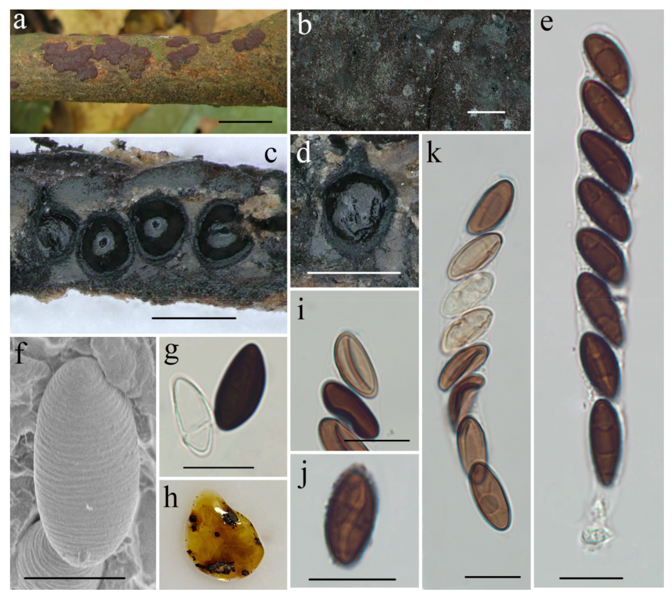 Multi-Gene Phylogeny and Taxonomy of Hypoxylon (Hypoxylaceae ...