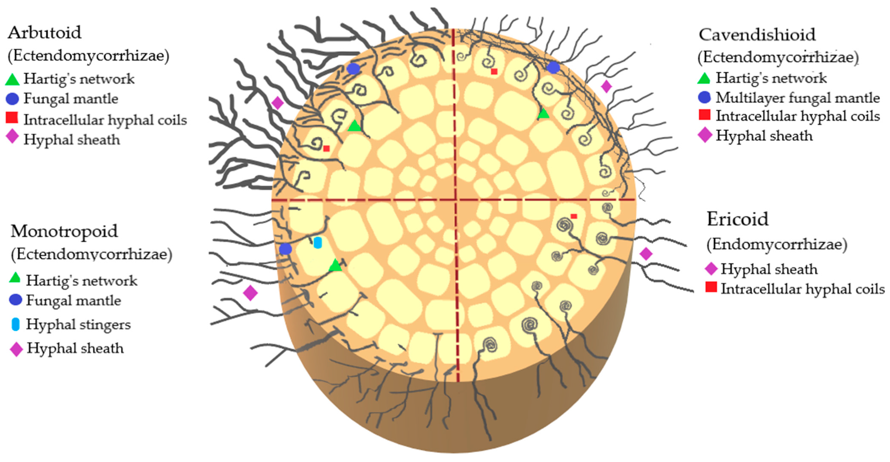 Ericaceous Plants: A Review for the Bioprospecting of Ericoid ...