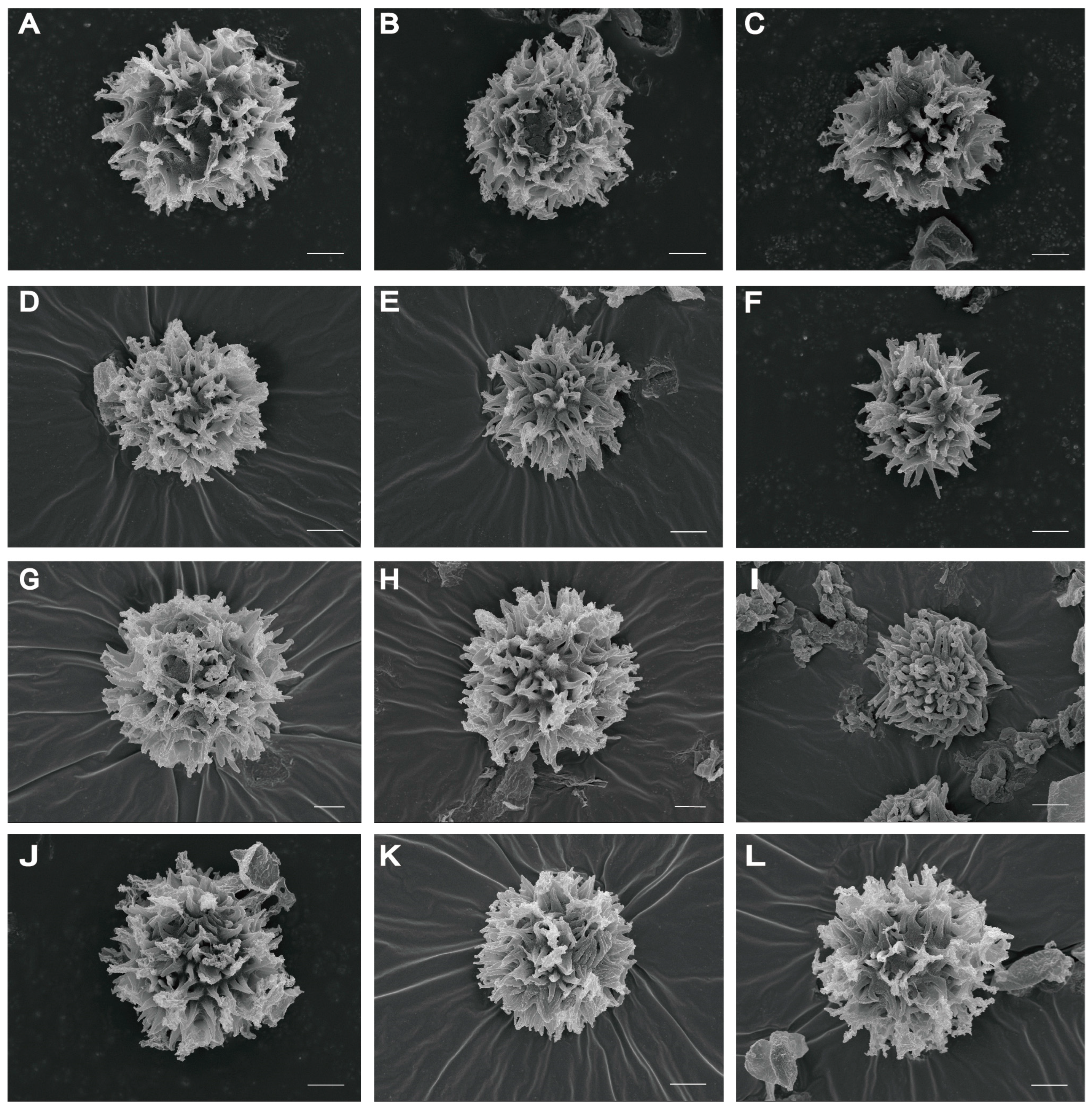 Updates on Scleroderma: Four New Species of Section Scleroderma from ...