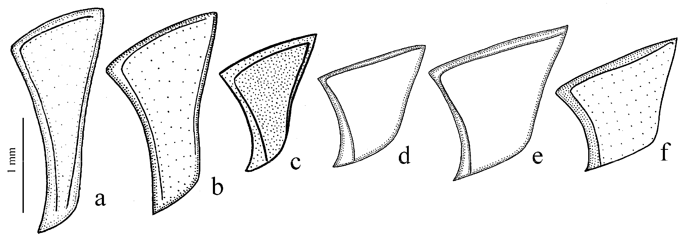 Classification of the Genus Harpalus (Coleoptera, Carabidae) of the ...