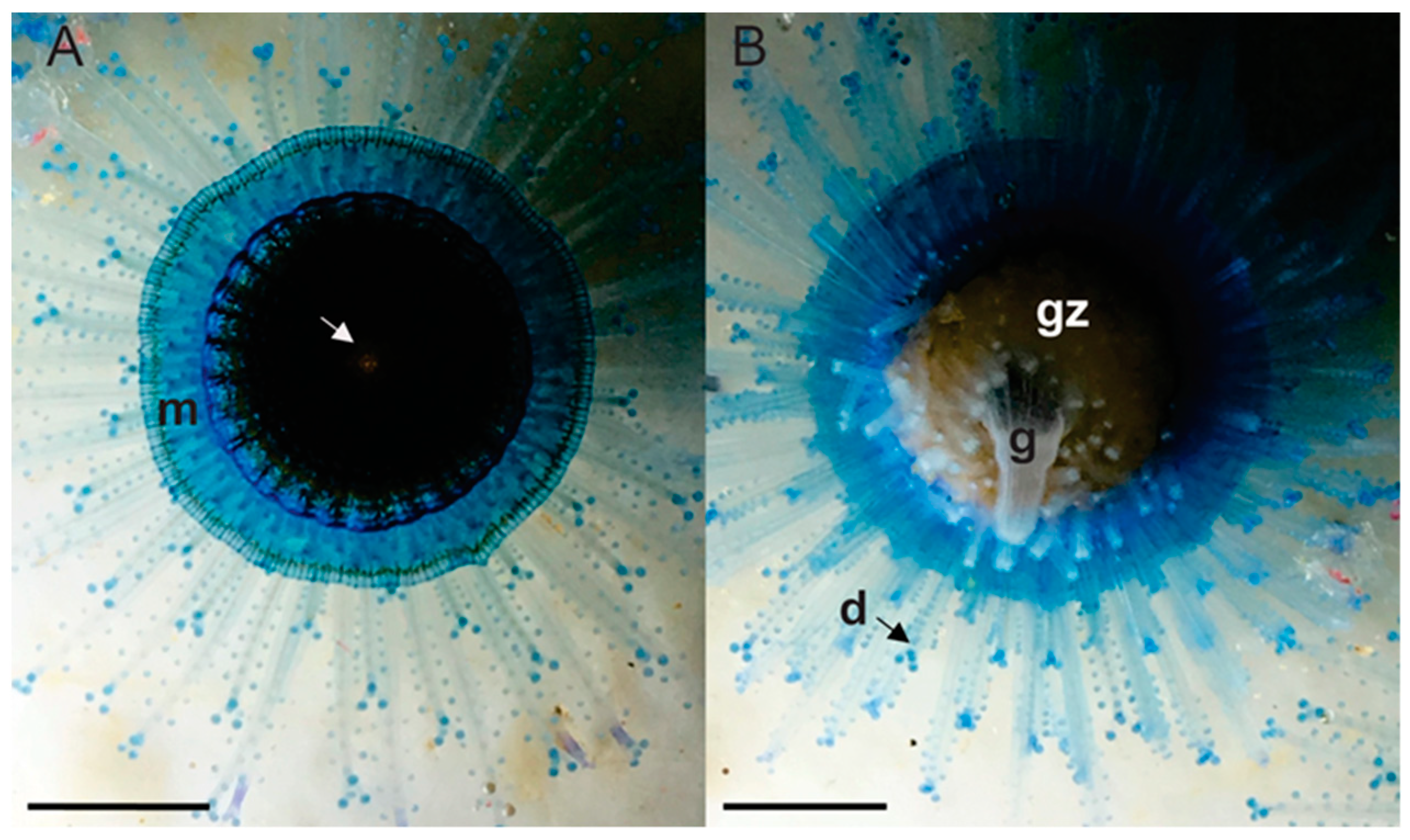 Morphological and Molecular Identification of Porpita porpita (Hydrozoa ...