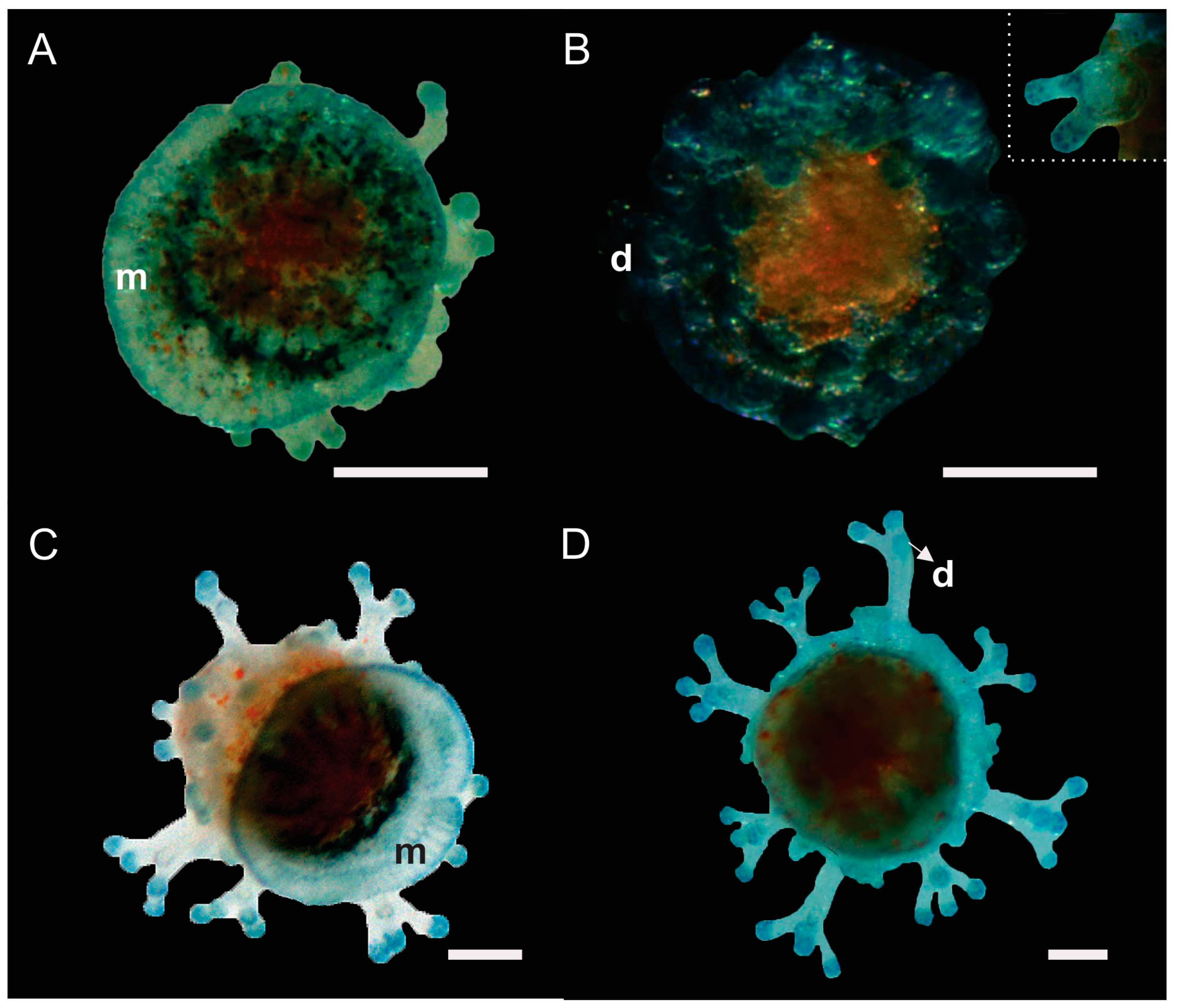 Morphological and Molecular Identification of Porpita porpita (Hydrozoa ...