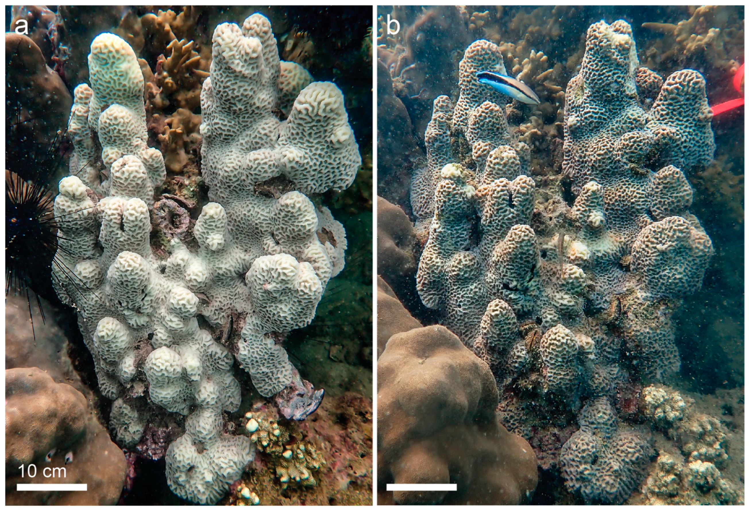 Coral Bleaching and Recovery on Urban Reefs off Jakarta, Indonesia ...