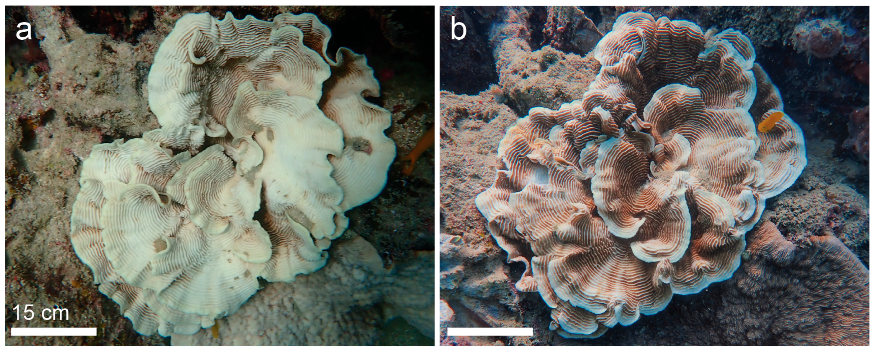 Coral Bleaching and Recovery on Urban Reefs off Jakarta, Indonesia ...
