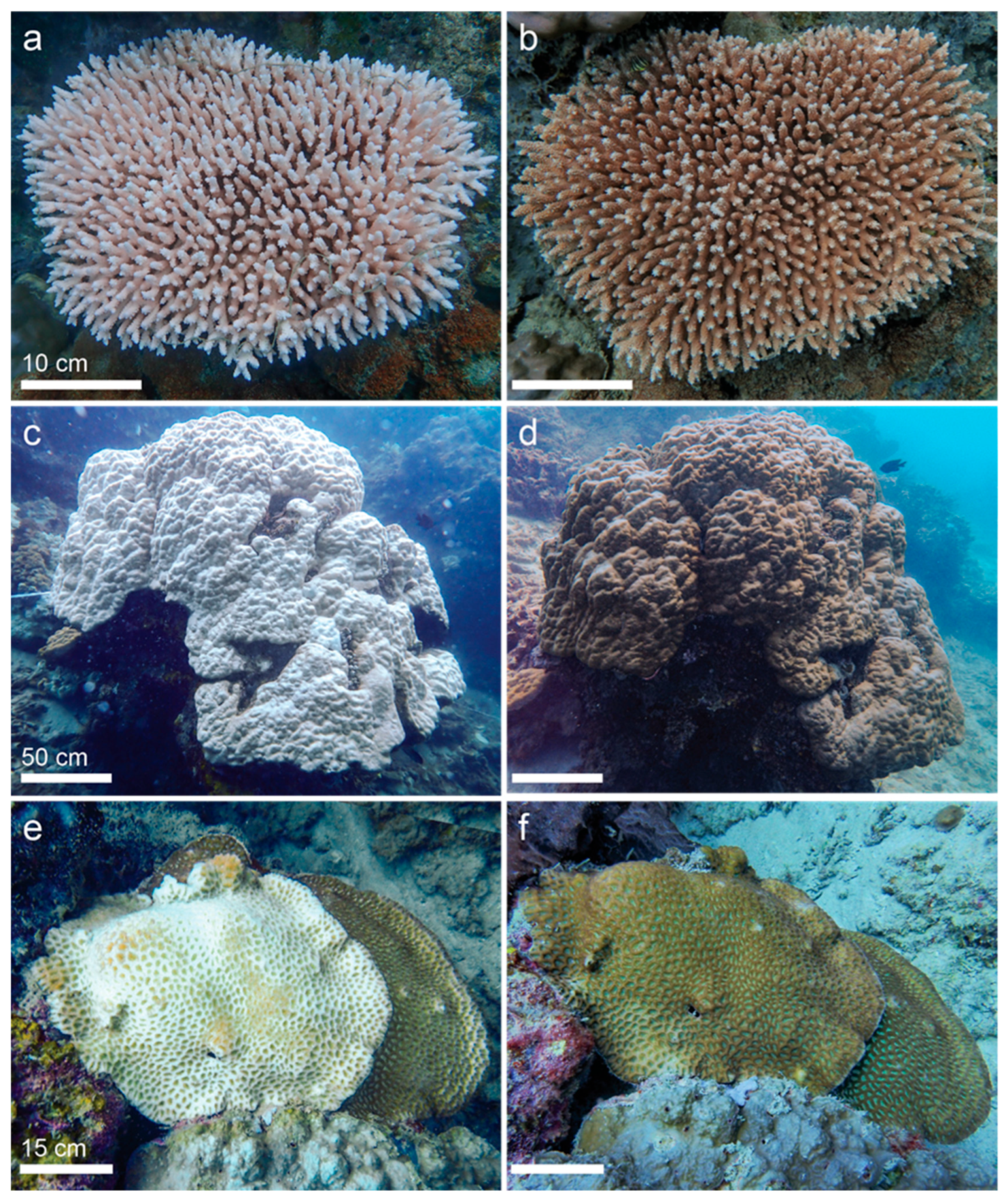 Coral Bleaching and Recovery on Urban Reefs off Jakarta, Indonesia ...