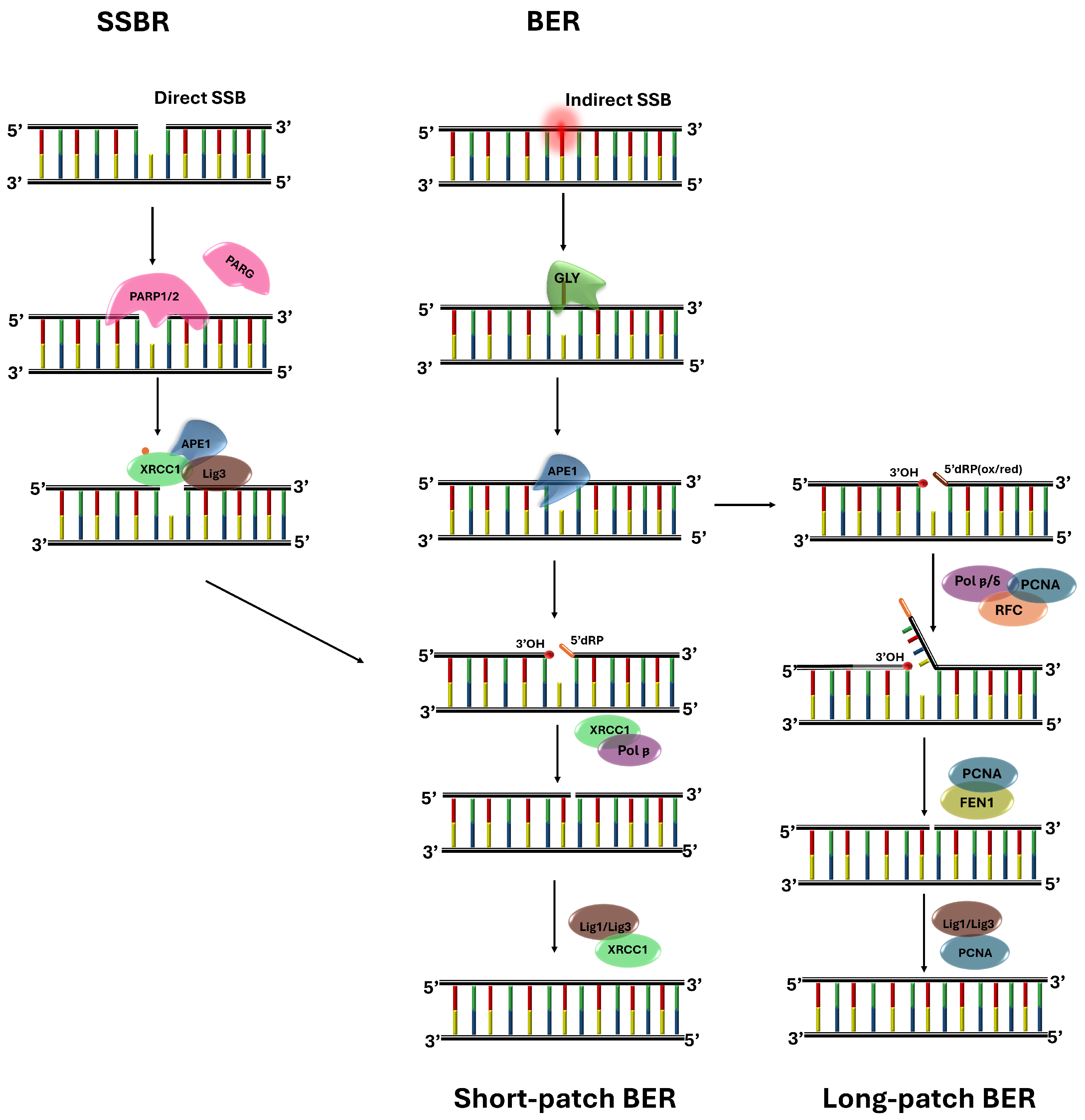 Cell Senescence and the DNA Single-Strand Break Damage Repair Pathway ...