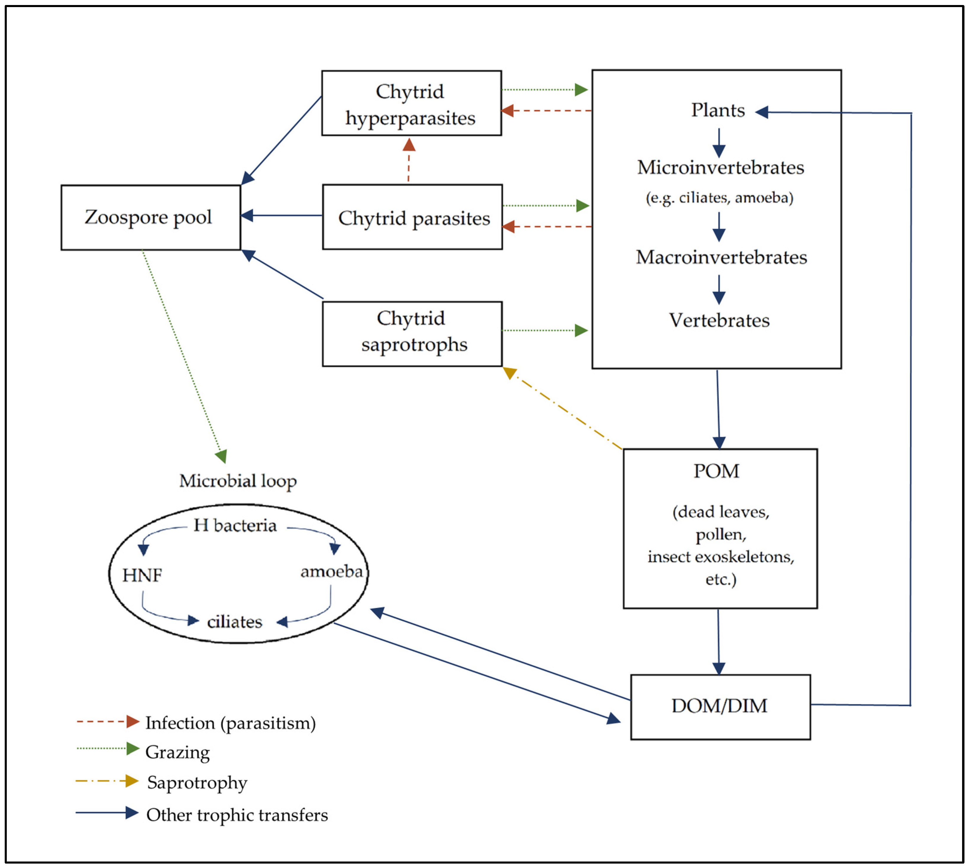Chytrids in Soil Environments: Unique Adaptations and Distributions | MDPI