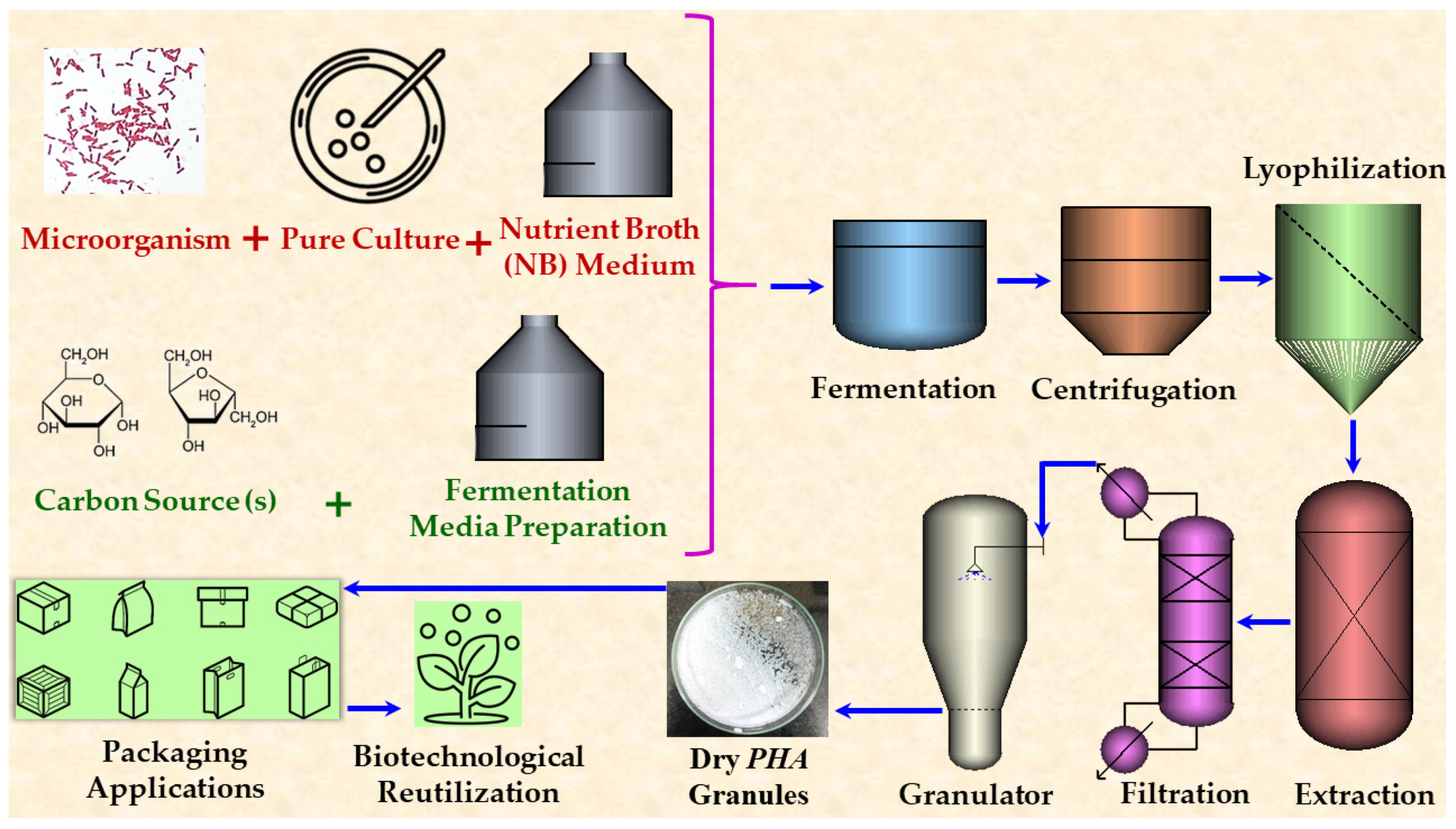 Polyhydroxyalkanoates (PHAs): Mechanistic Insights and Contributions to ...