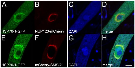 An Hsp70 Chaperone Is Involved in Meiotic Silencing by Unpaired DNA | MDPI