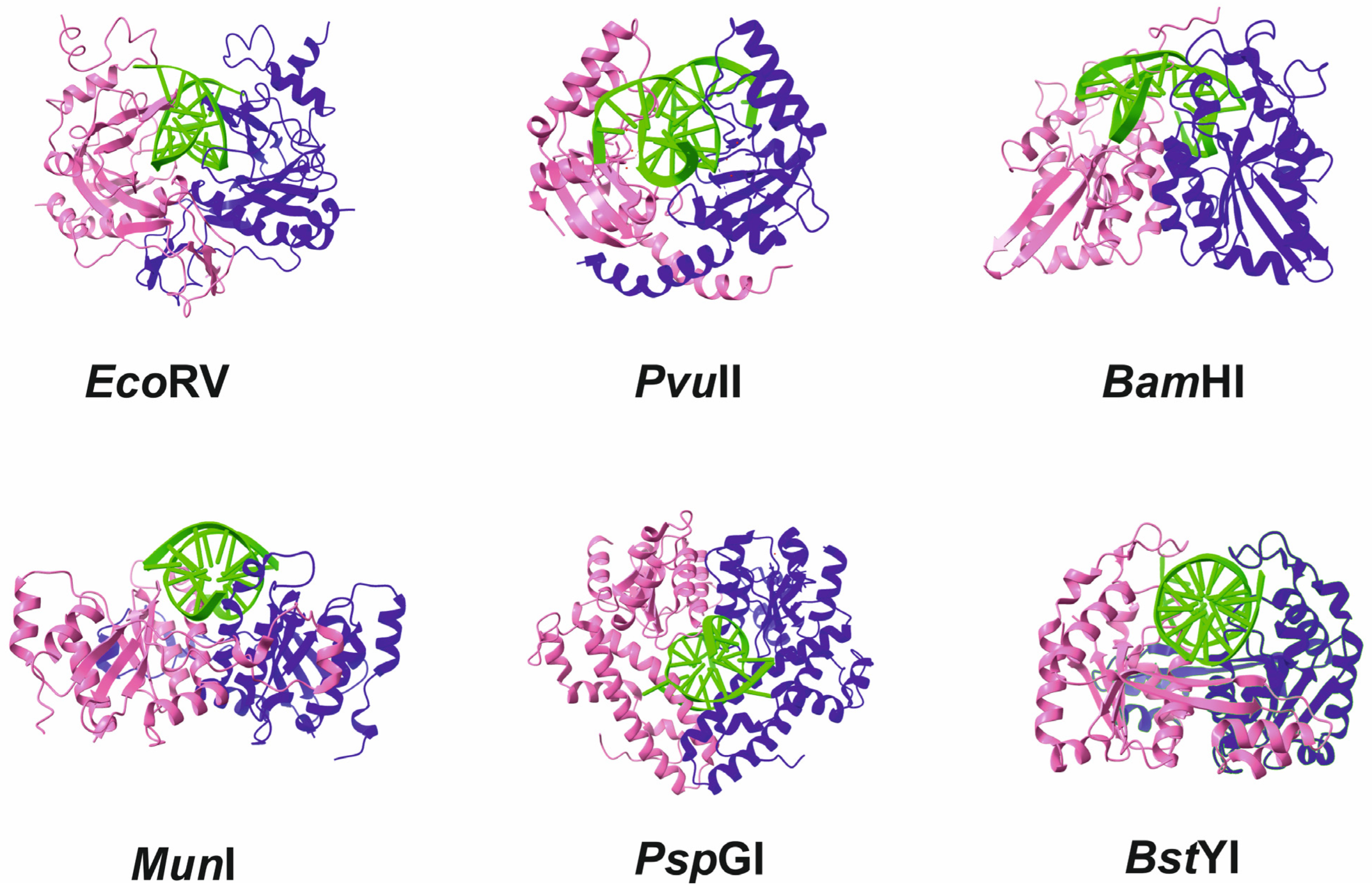 Historical Aspects of Restriction Endonucleases as Intelligent Scissors ...