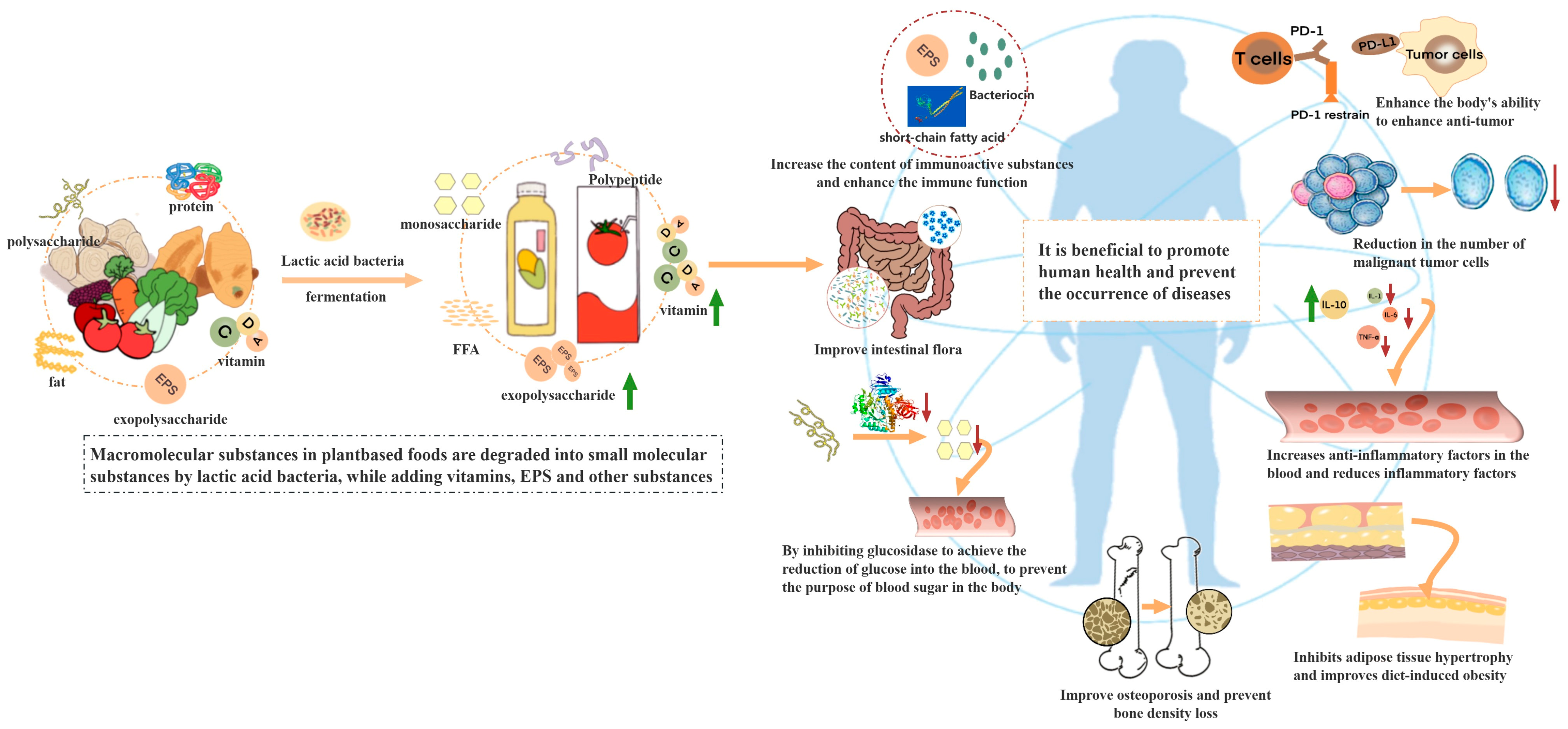 Effect of Lactic Acid Bacteria Fermentation on Plant-Based Products | MDPI