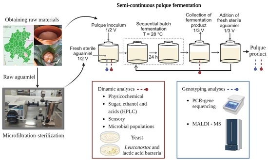 A Semi-Continuous Fermentation Process for Pulque Production Using ...
