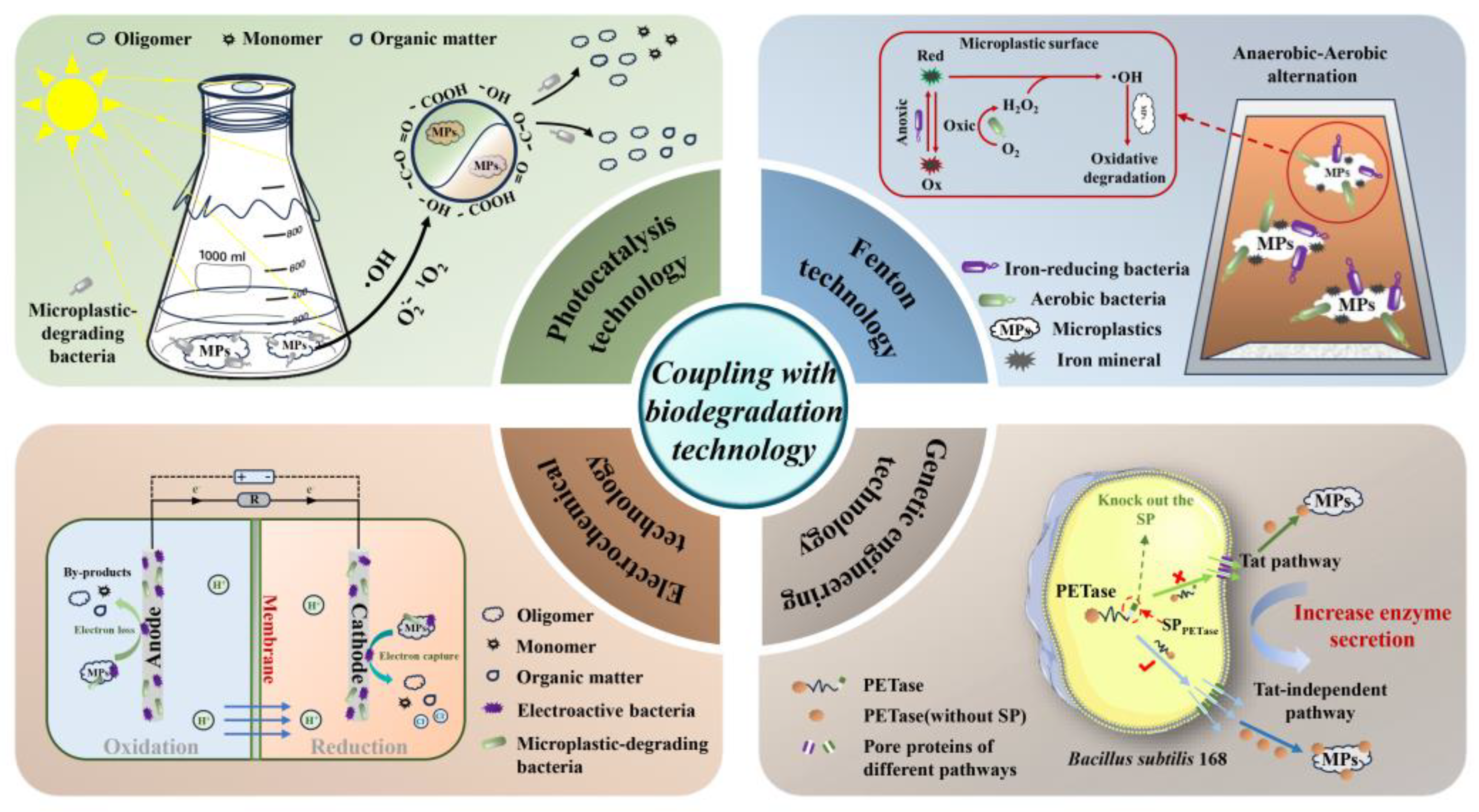 Microbial Degradation of (Micro)plastics: Mechanisms, Enhancements, and ...