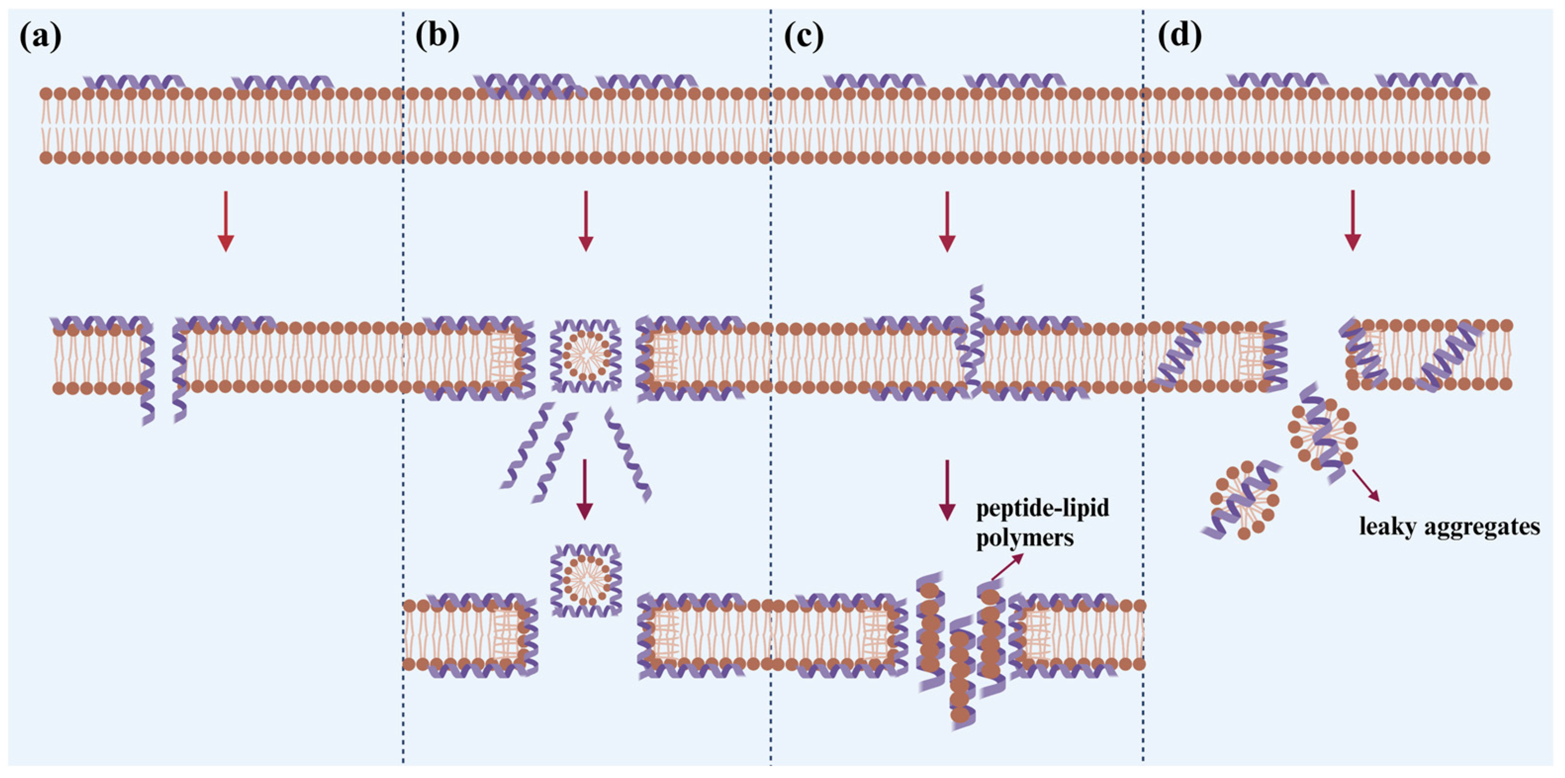 A Review of Antimicrobial Peptides: Structure, Mechanism of Action, and ...