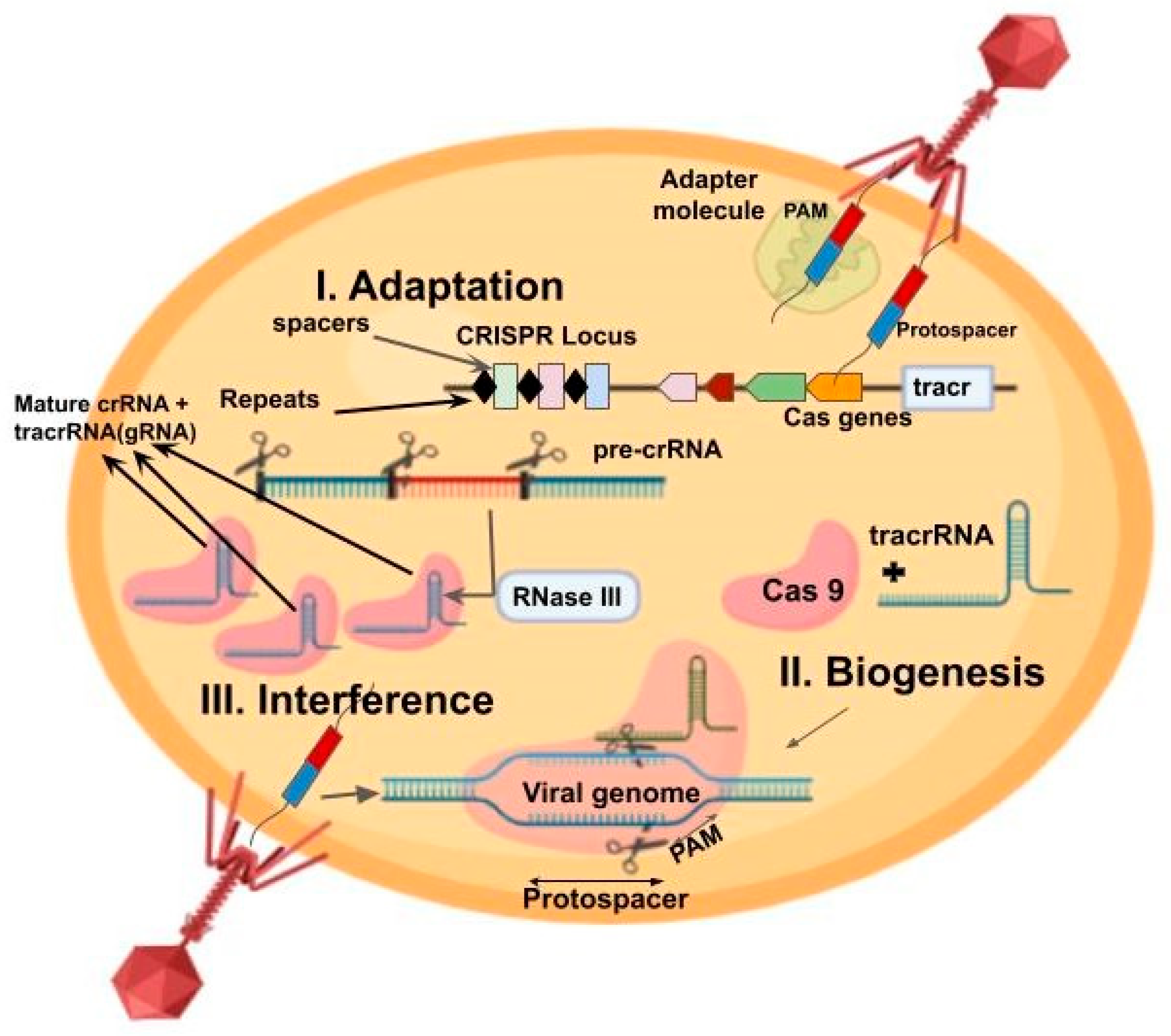 Microbial Genome Editing with CRISPR–Cas9: Recent Advances and Emerging ...