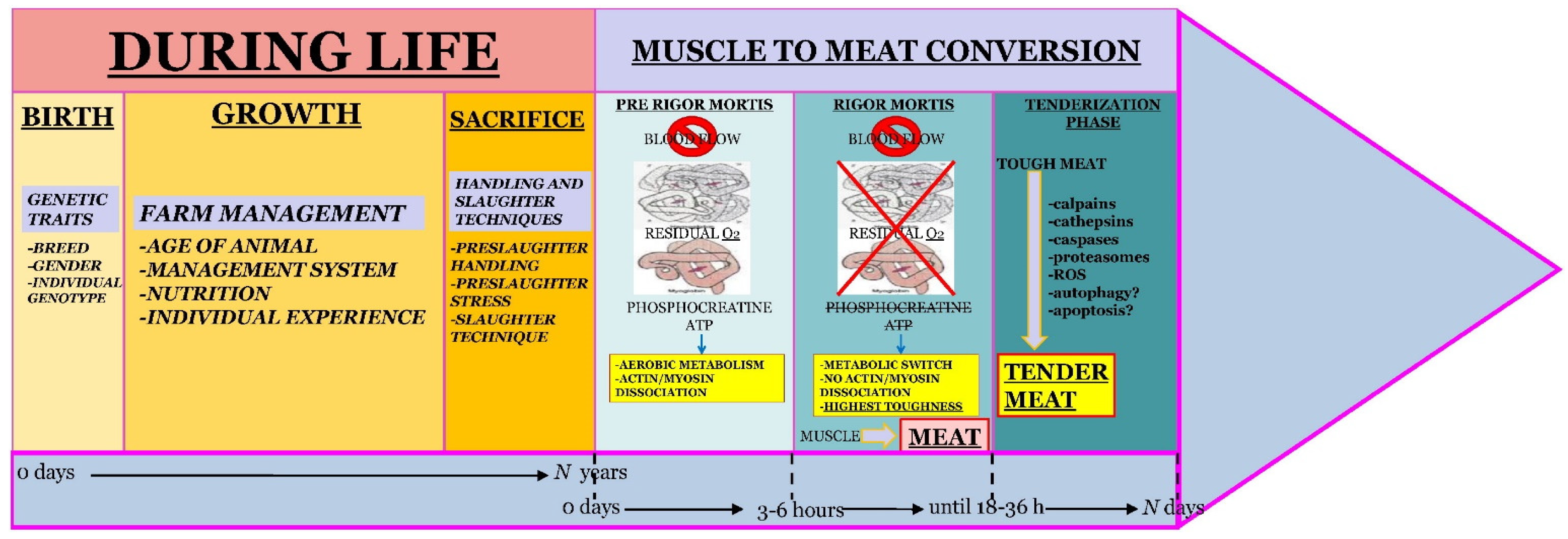 Application of Plant Proteases in Meat Tenderization: Recent Trends and ...