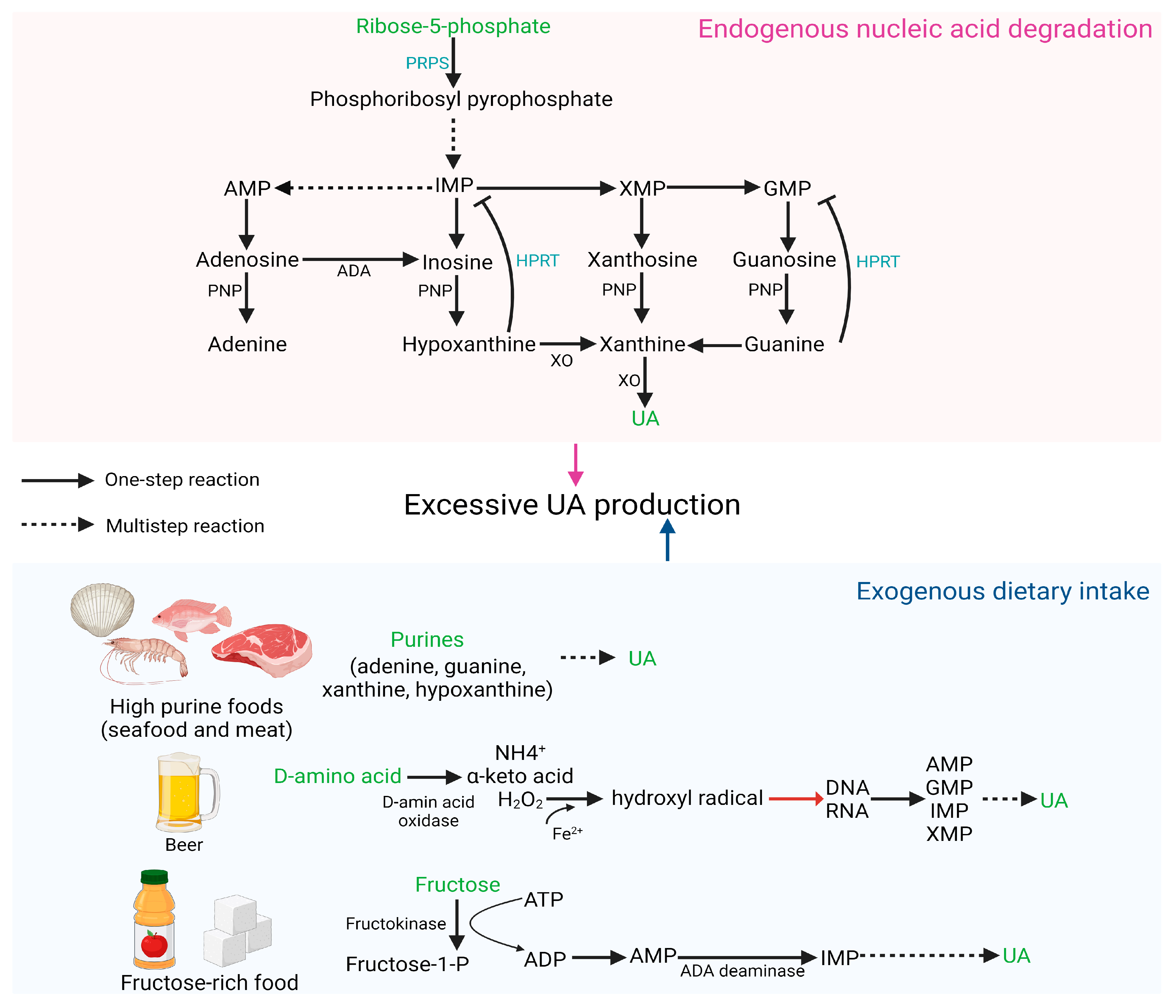 Understanding Hyperuricemia: Pathogenesis, Potential Therapeutic Role ...