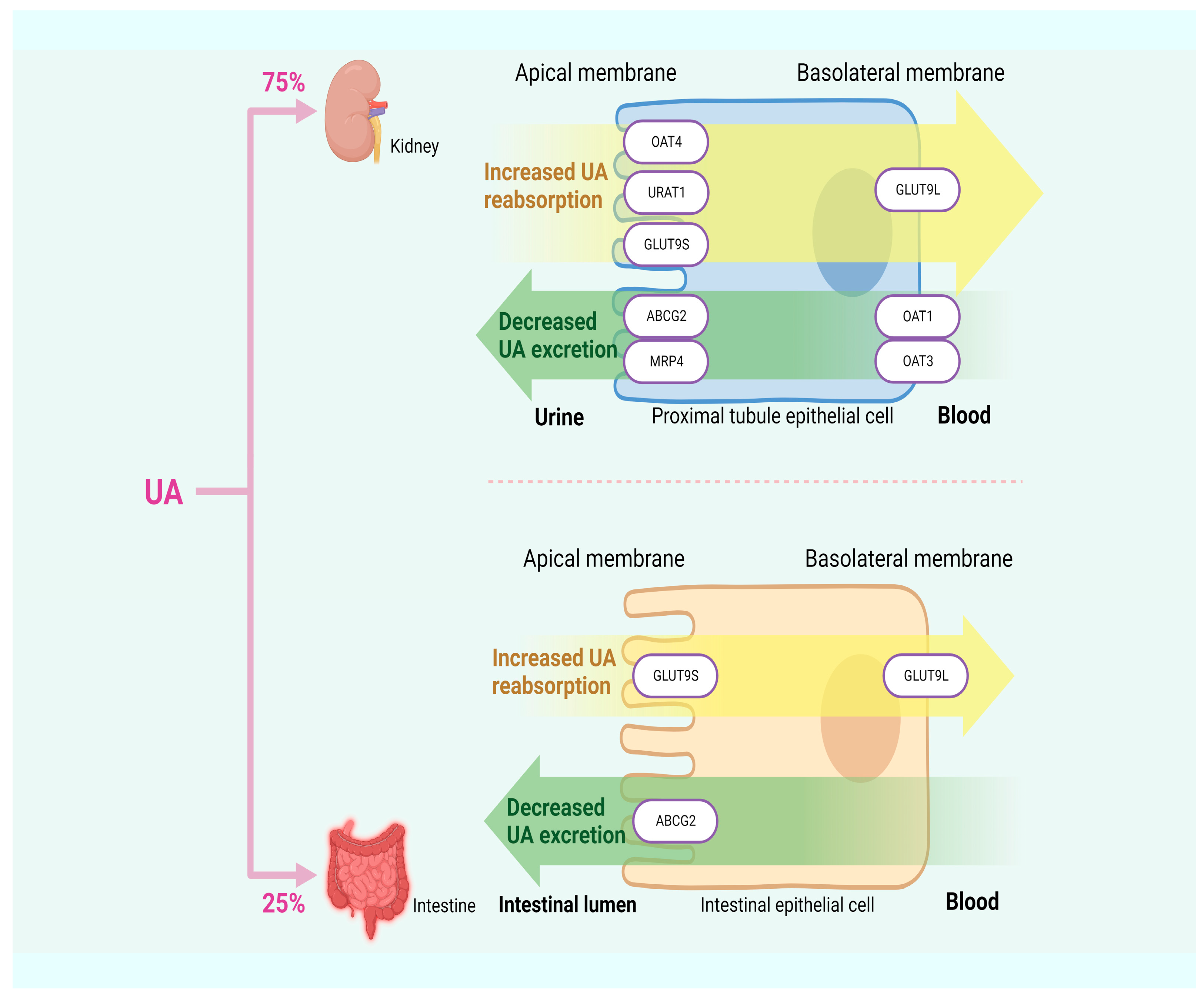 Understanding Hyperuricemia: Pathogenesis, Potential Therapeutic Role ...