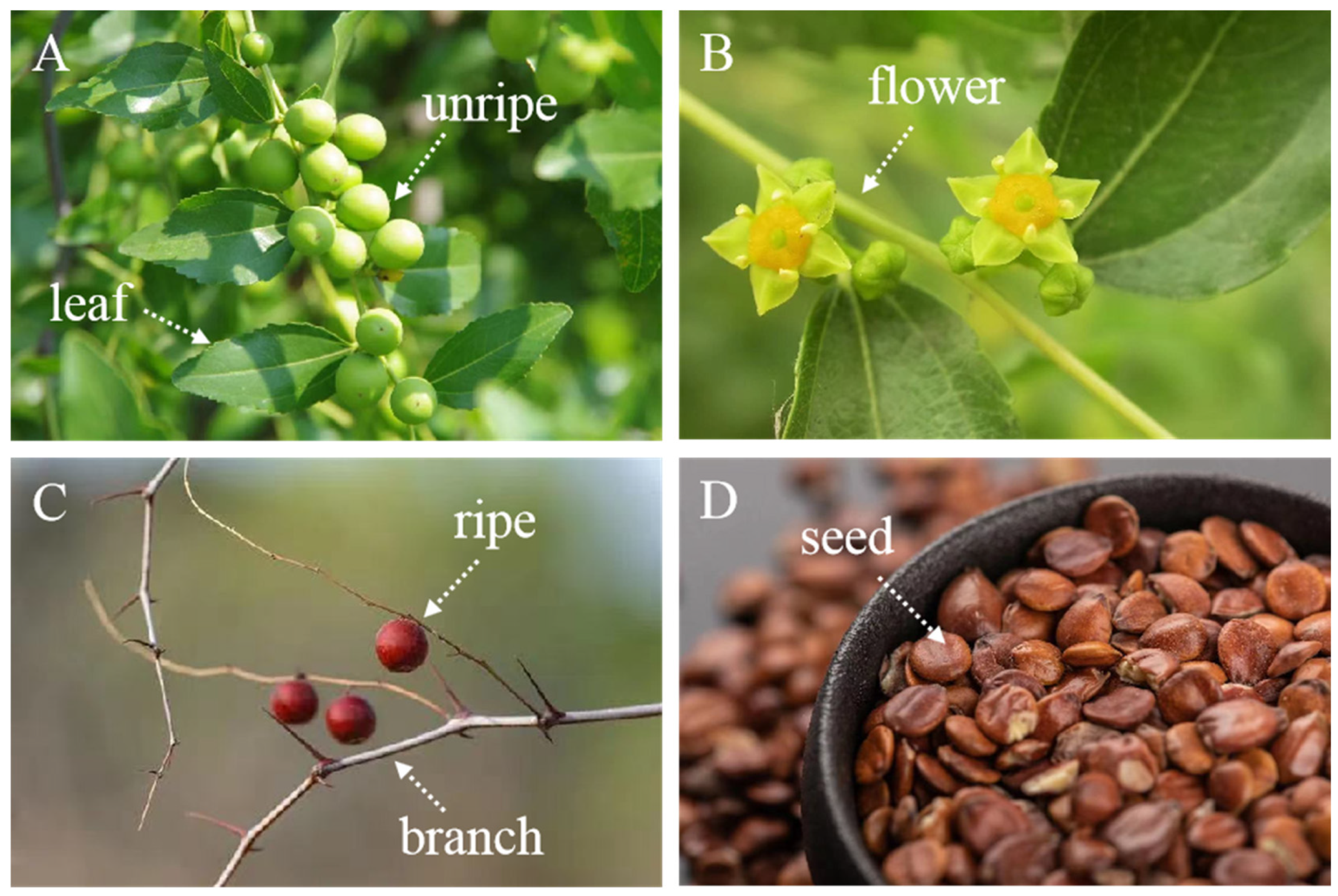 Sour Jujube (Ziziphus jujuba var. spinosa): A Bibliometric Review of ...