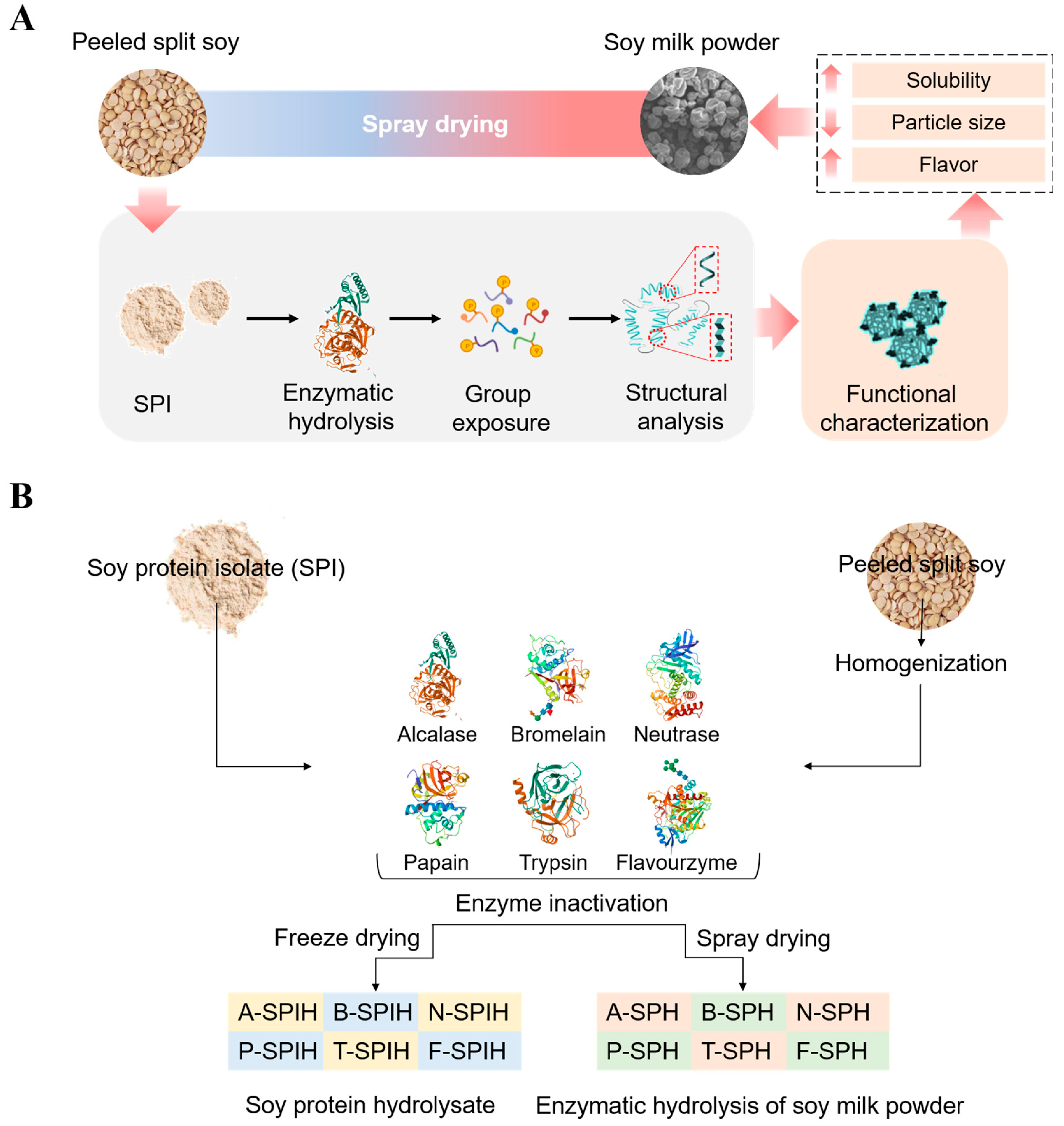 Differential Enzymatic Hydrolysis: A Study on Its Impact on Soy Protein ...