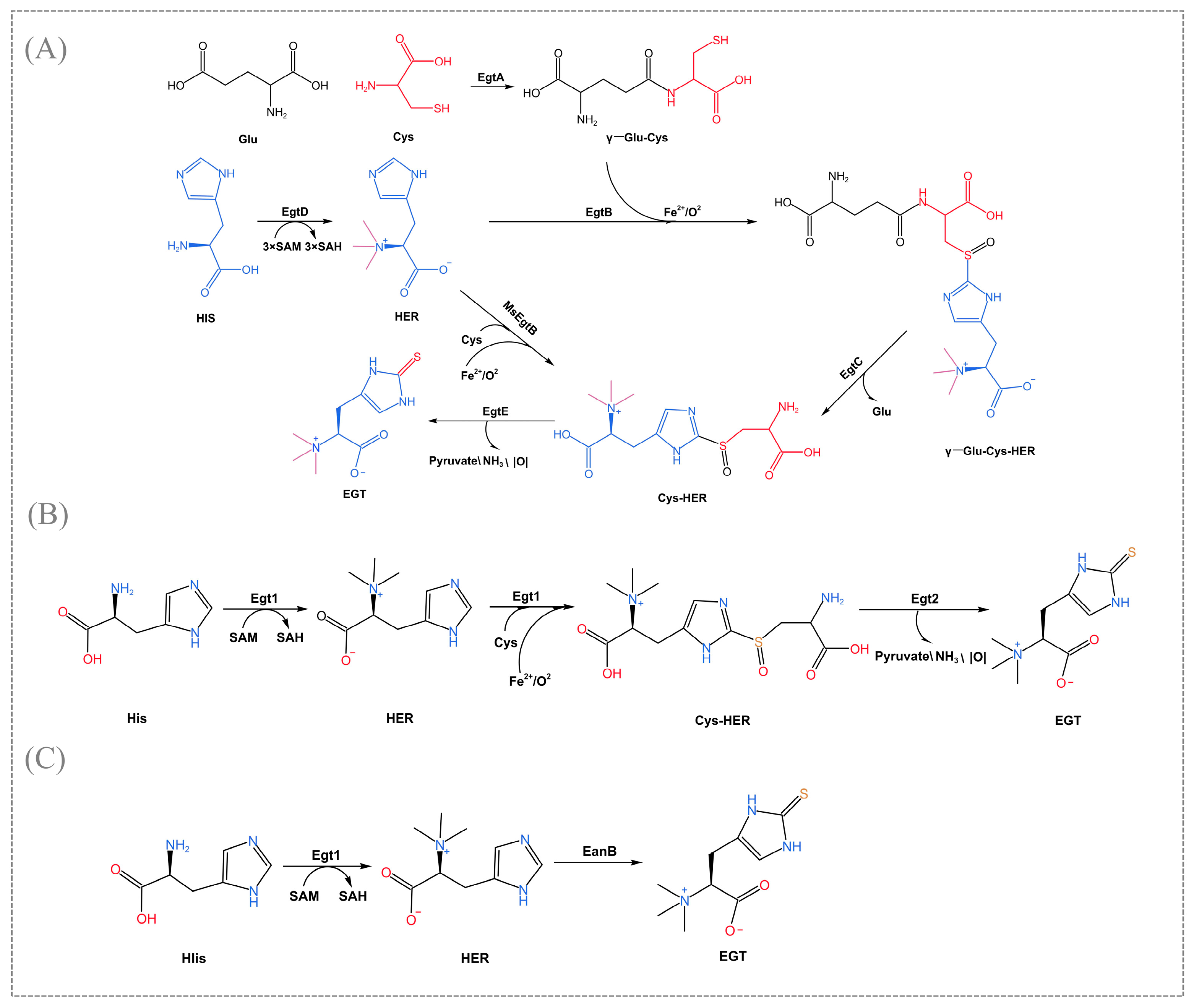 A Review of Novel Antioxidant Ergothioneine: Biosynthesis Pathways ...