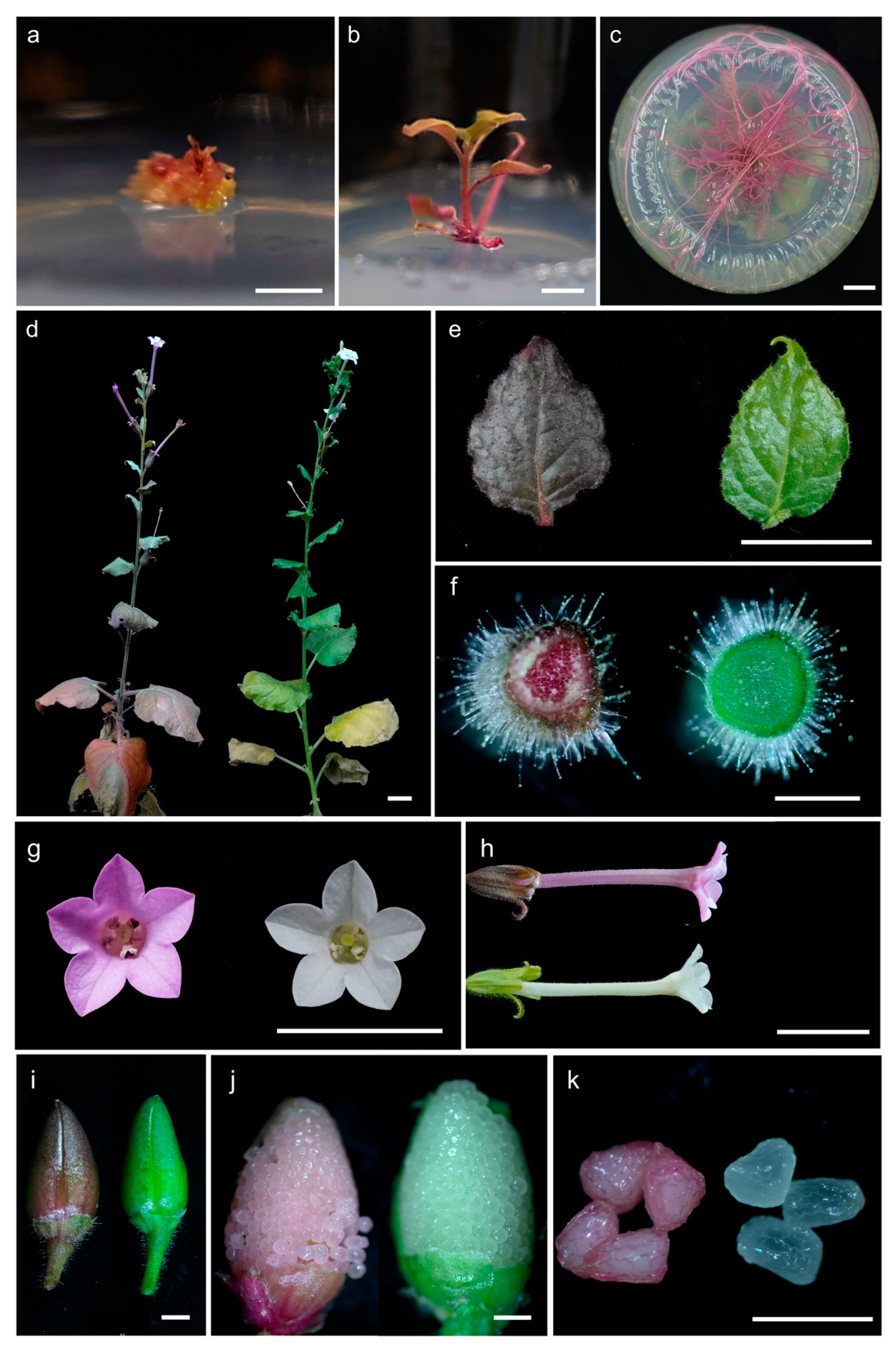 Exploring the Potential Applications of the Noninvasive Reporter Gene ...