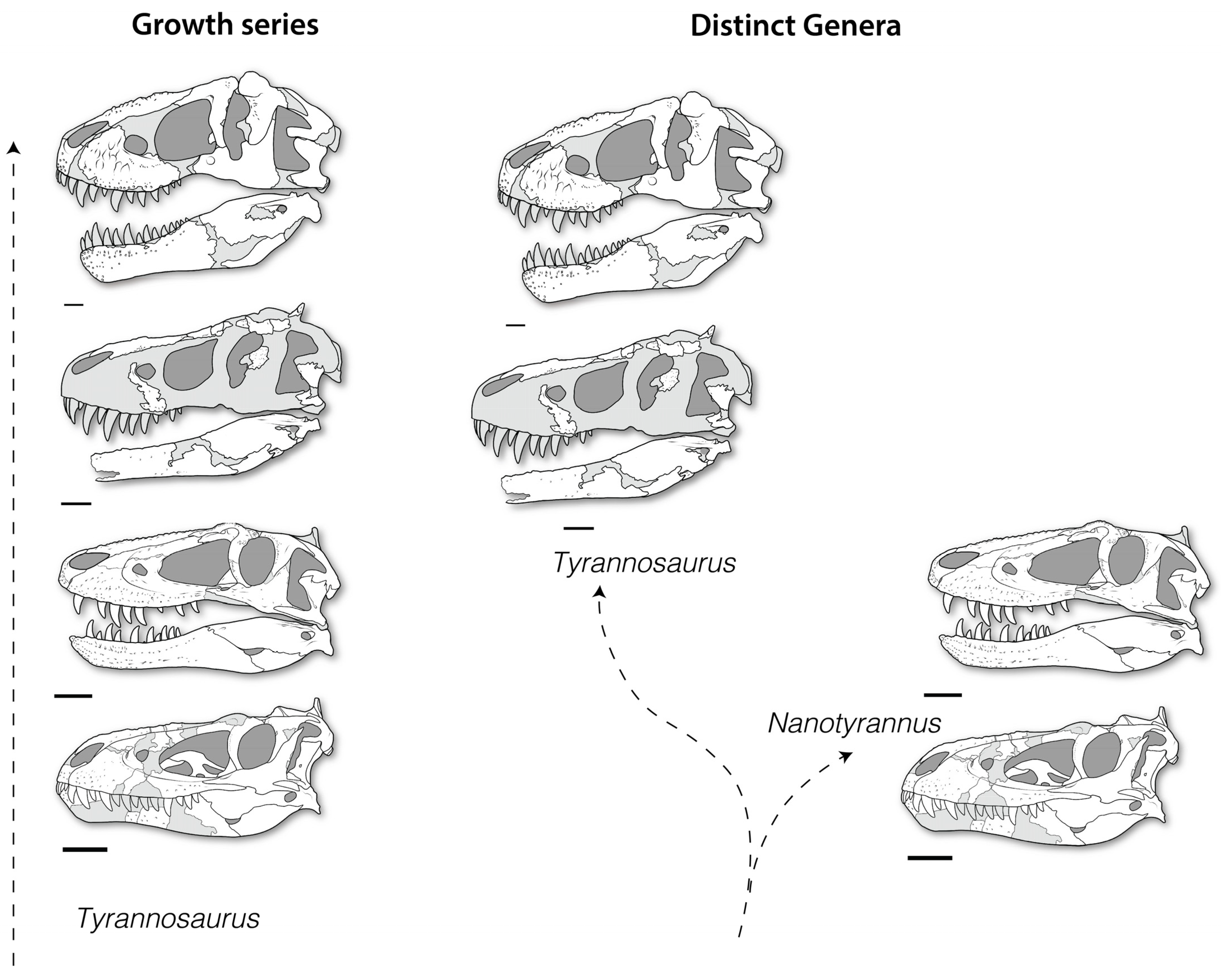 Taxonomic Status of Nanotyrannus lancensis (Dinosauria ...