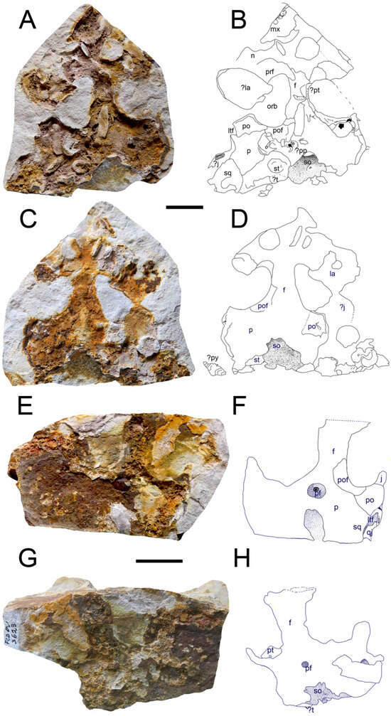 The Largest Mesosaurs Ever Known: Evidence from Scanty Records | MDPI