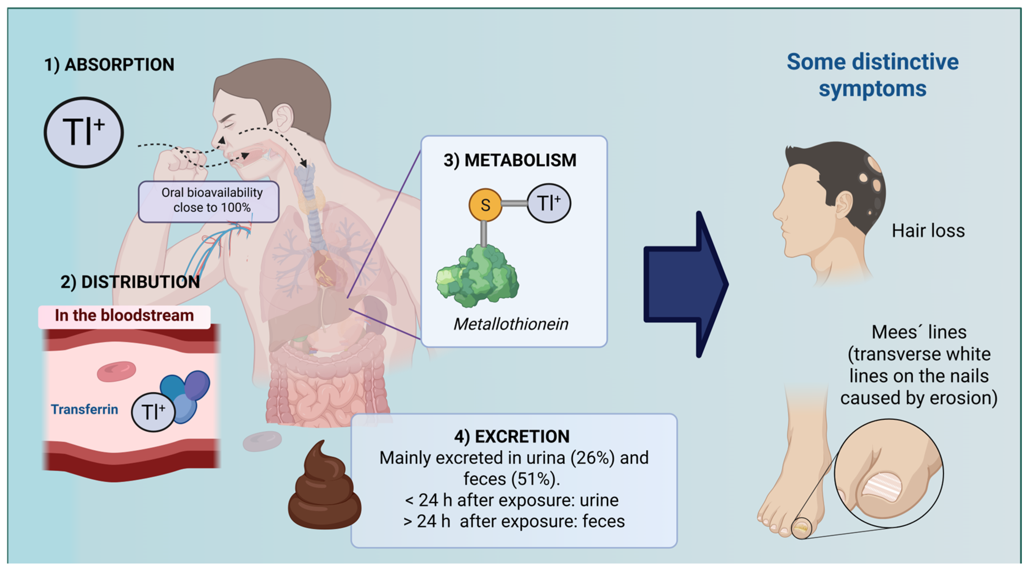 Thallium Toxicity: Mechanisms of Action, Available Therapies, and ...