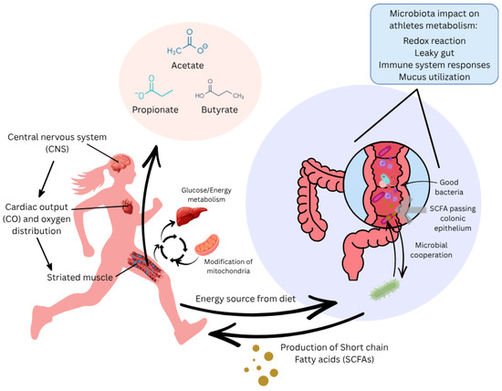 Exercise-Induced Modulation of the Gut Microbiota: Mechanisms, Evidence ...