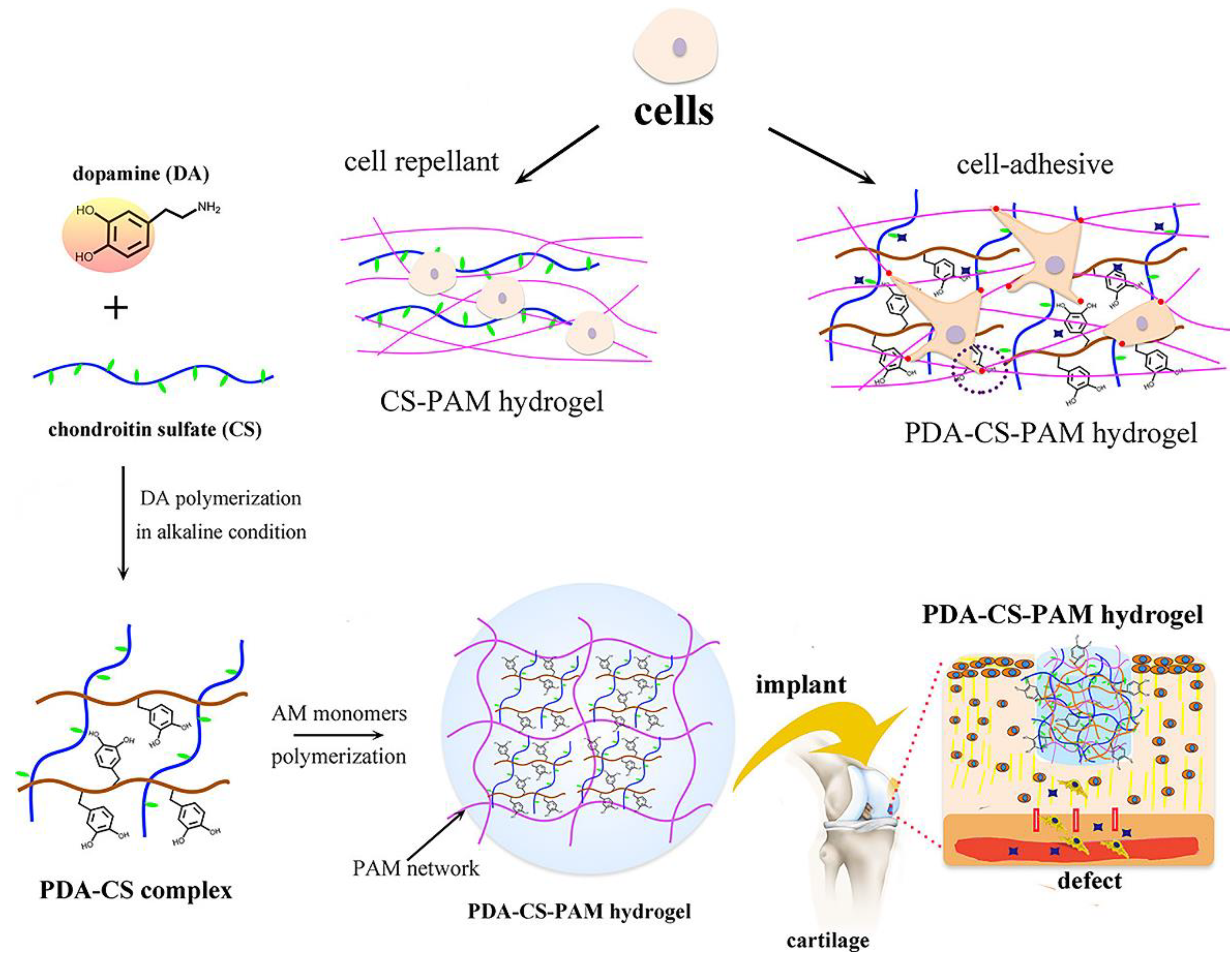 Polysaccharide-Based Multifunctional Hydrogel Bio-Adhesives for Wound ...