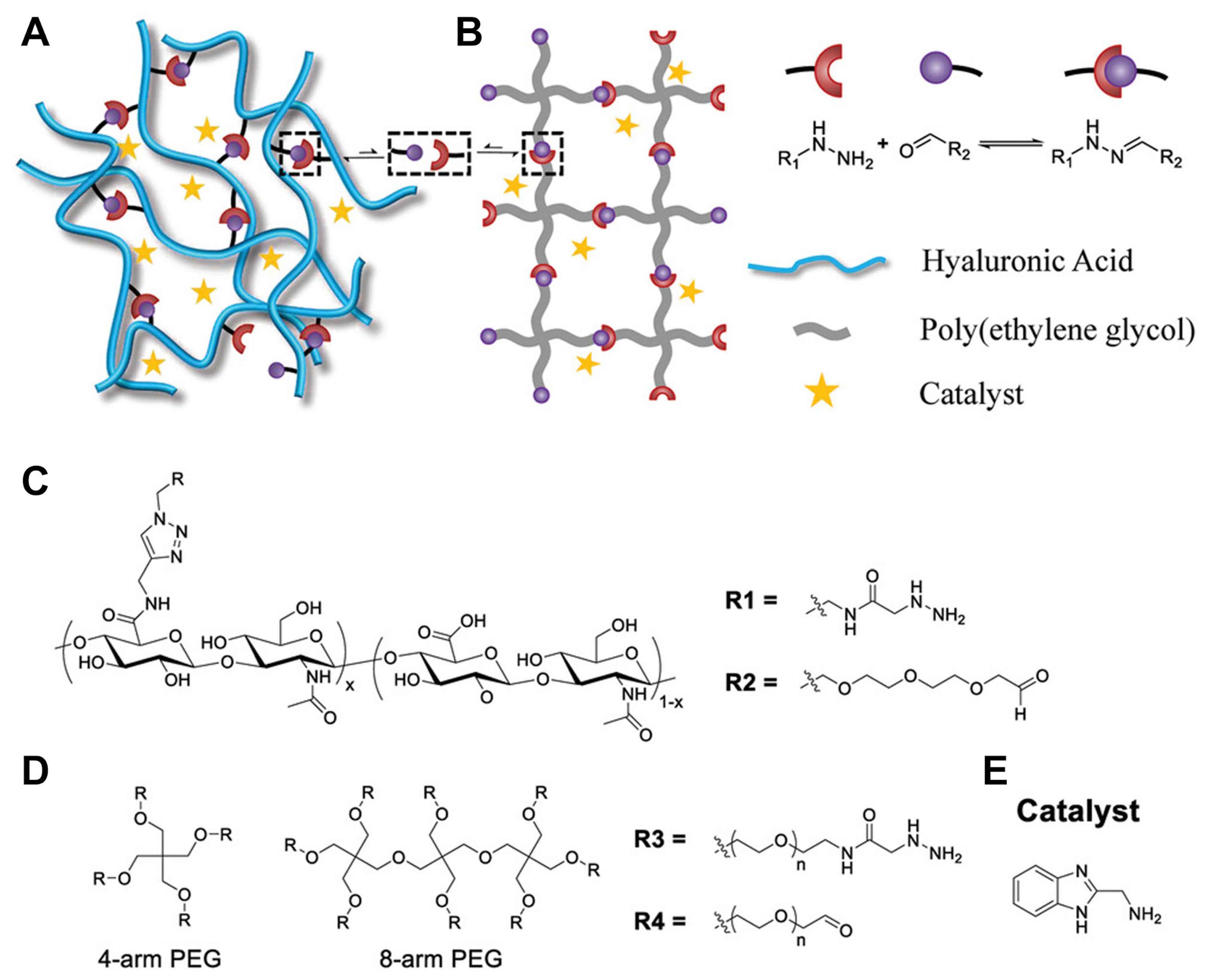 Hydrogel Network Architecture Design Space: Impact on Mechanical and ...