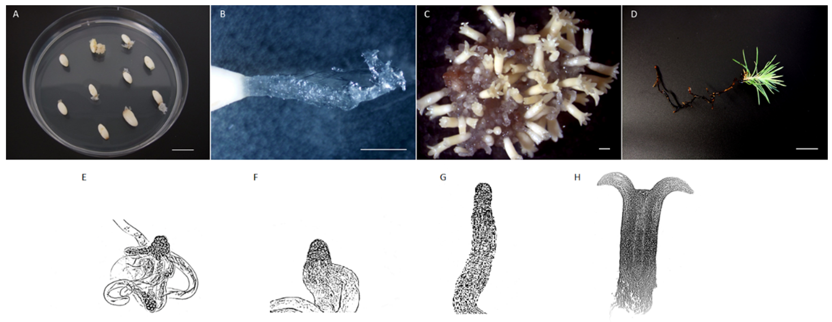 In Vitro Plant Regeneration in Conifers: The Role of WOX and KNOX Gene ...