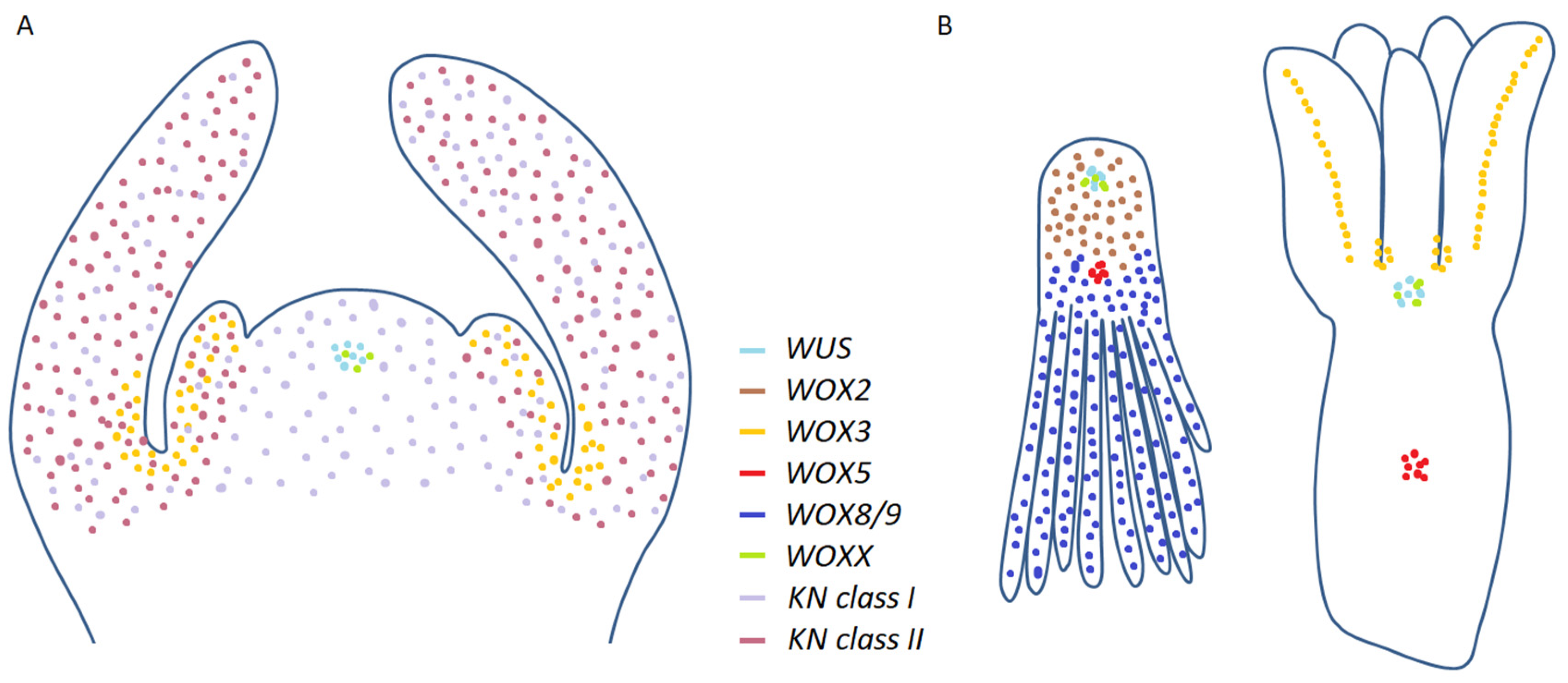 In Vitro Plant Regeneration in Conifers: The Role of WOX and KNOX Gene ...