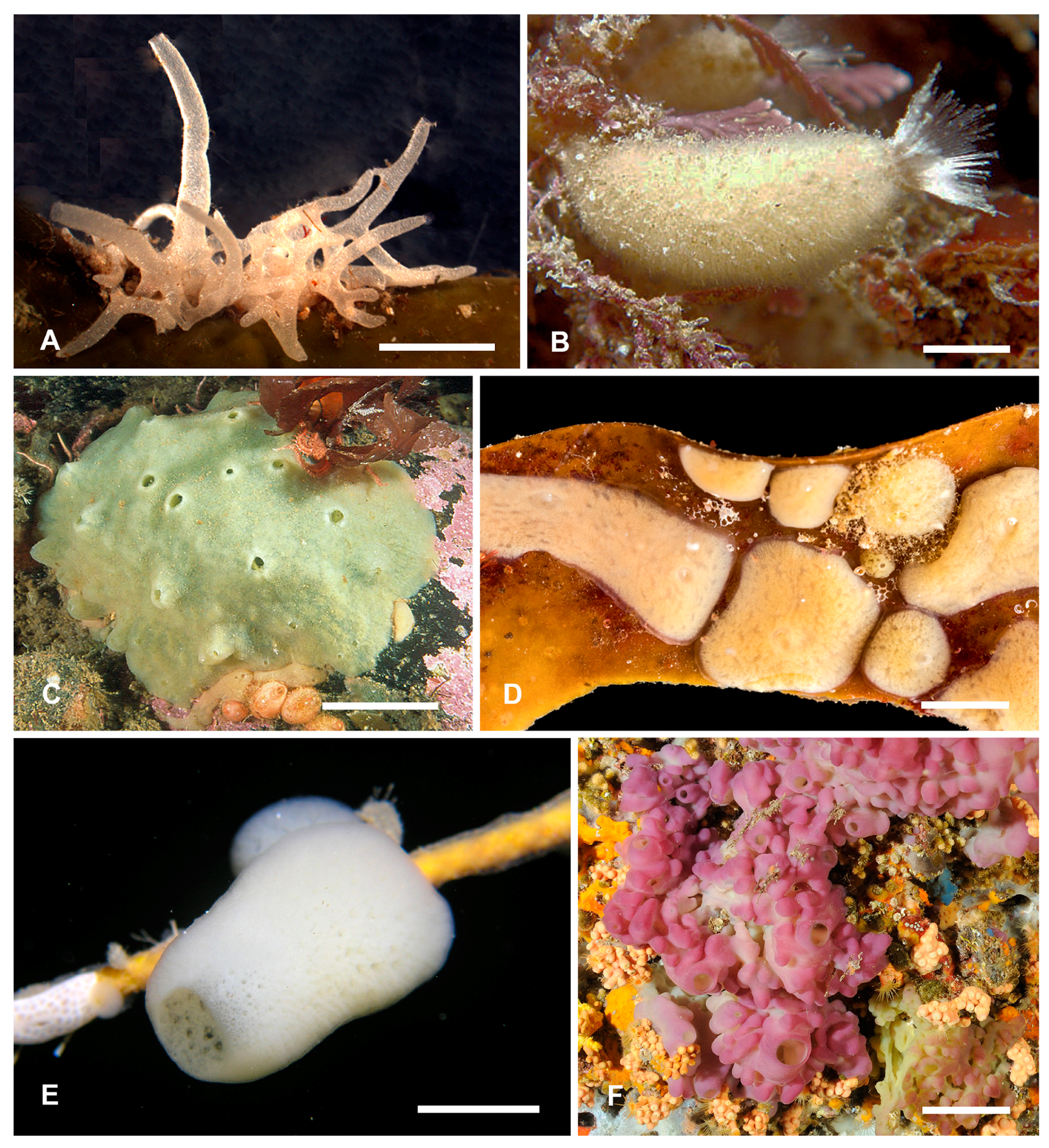 Whole-Body Regeneration in Sponges: Diversity, Fine Mechanisms, and ...