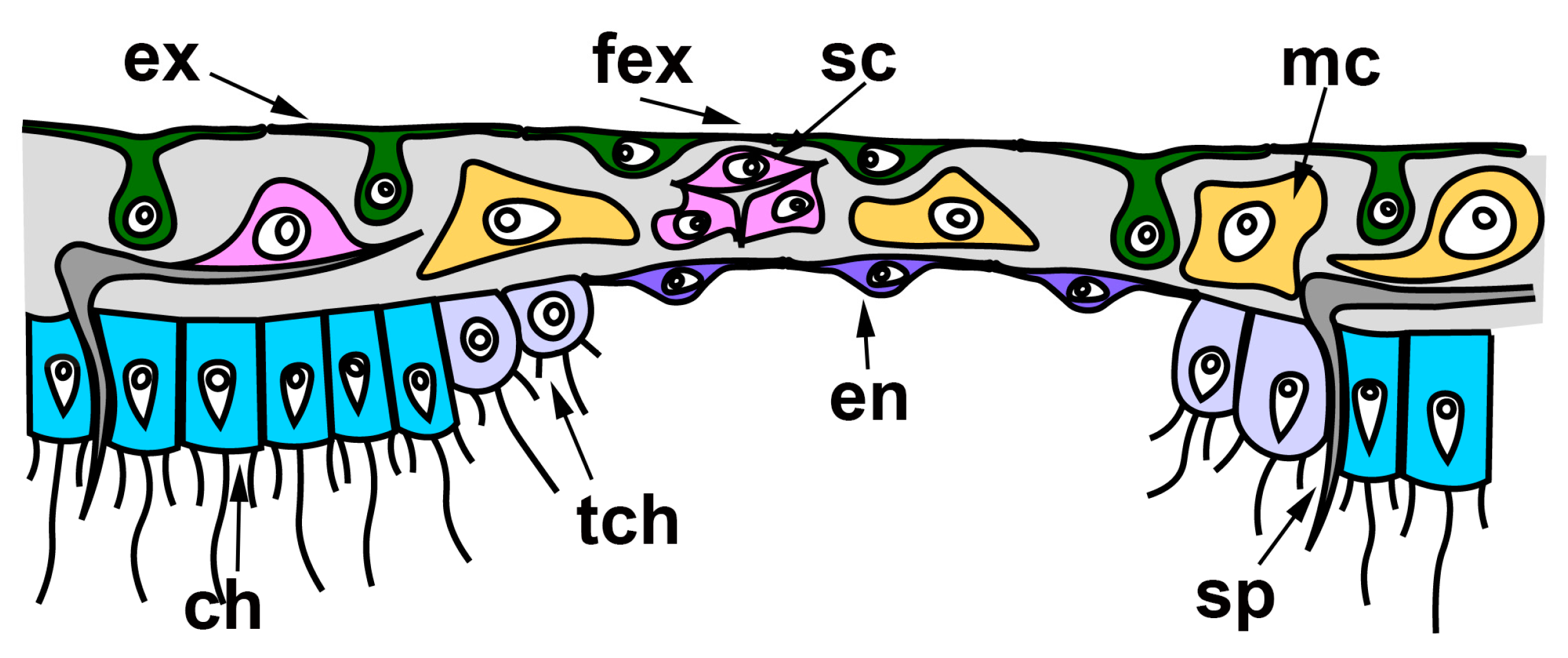 Whole-Body Regeneration in Sponges: Diversity, Fine Mechanisms, and ...