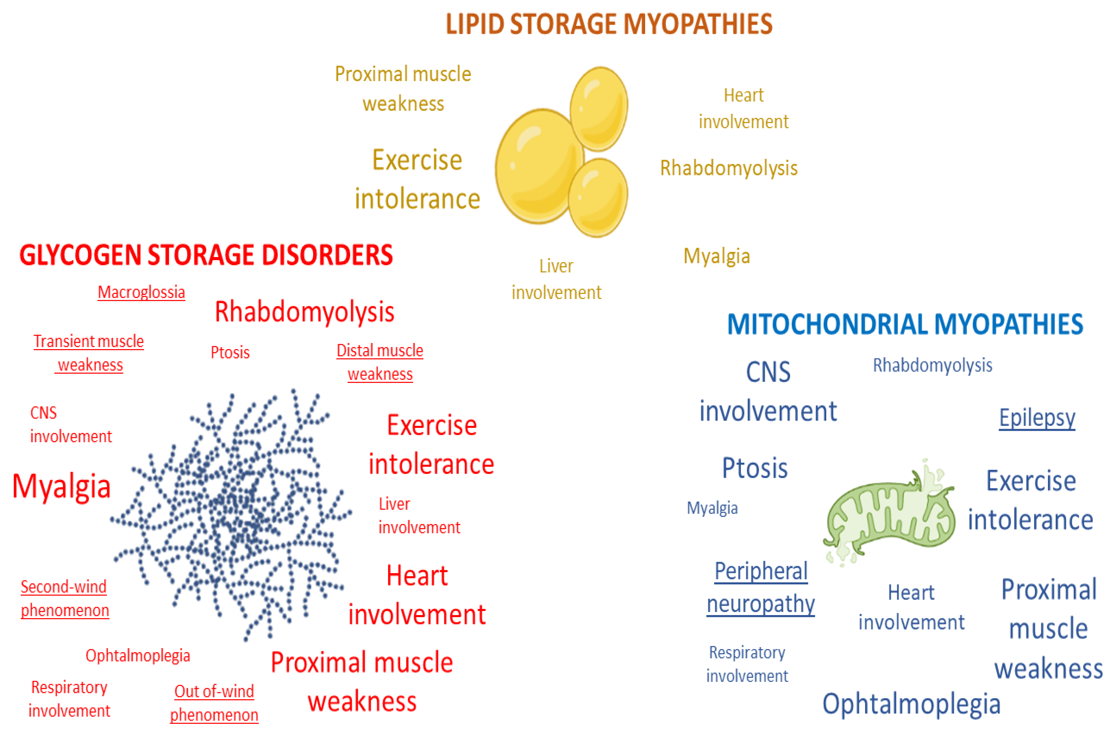 Metabolic Myopathies in the Era of Next-Generation Sequencing | MDPI