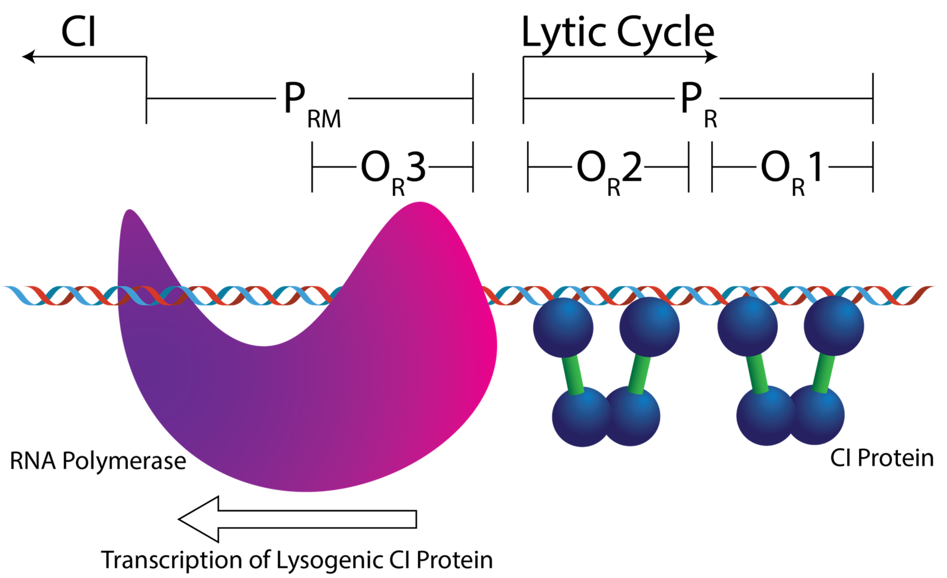 Lambda CI Binding to Related Phage Operator Sequences Validates ...